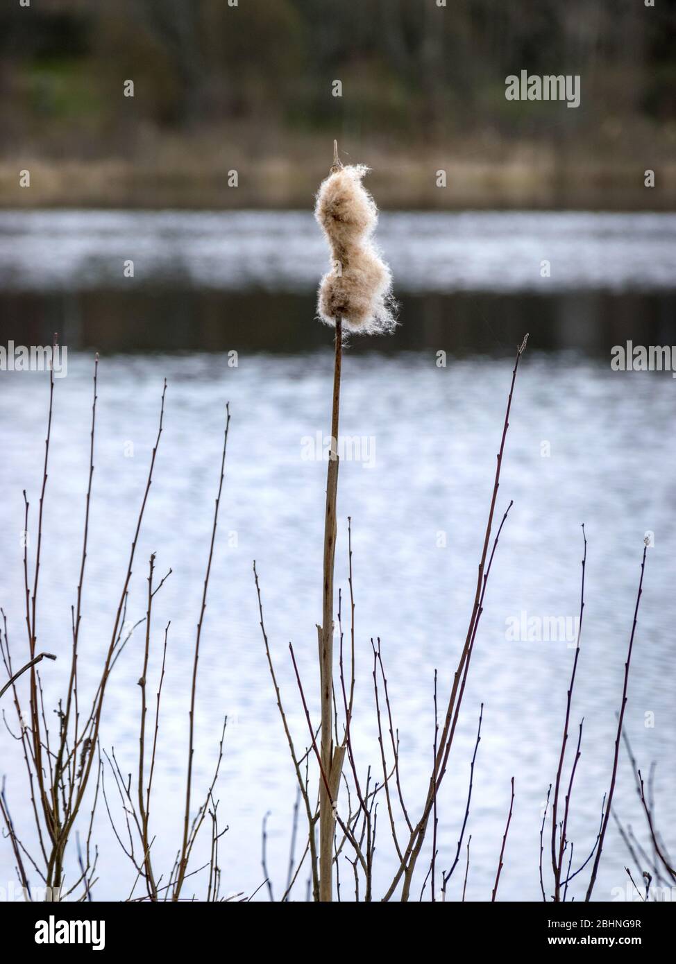 dry close-up view of a reed on a blurred background, picture with bog ...
