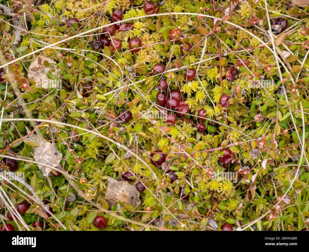 picture with bog texture, fragments of bog plants, suitable for ...