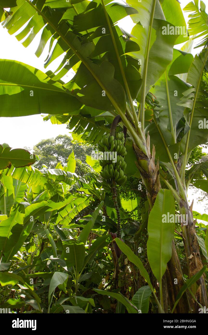 Banana tree in a forest in Africa Stock Photo - Alamy