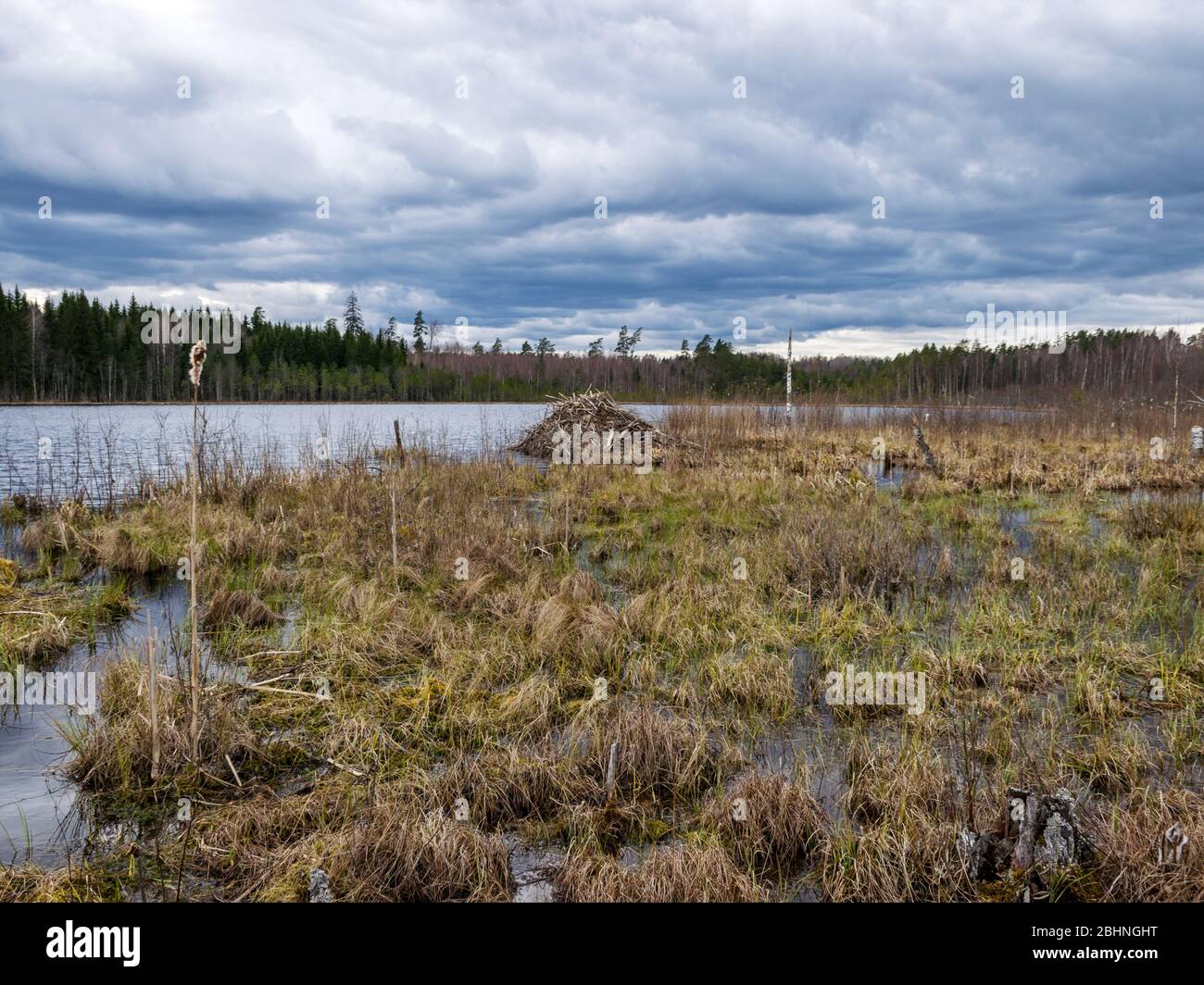 Bog texture hi-res stock photography and images - Alamy