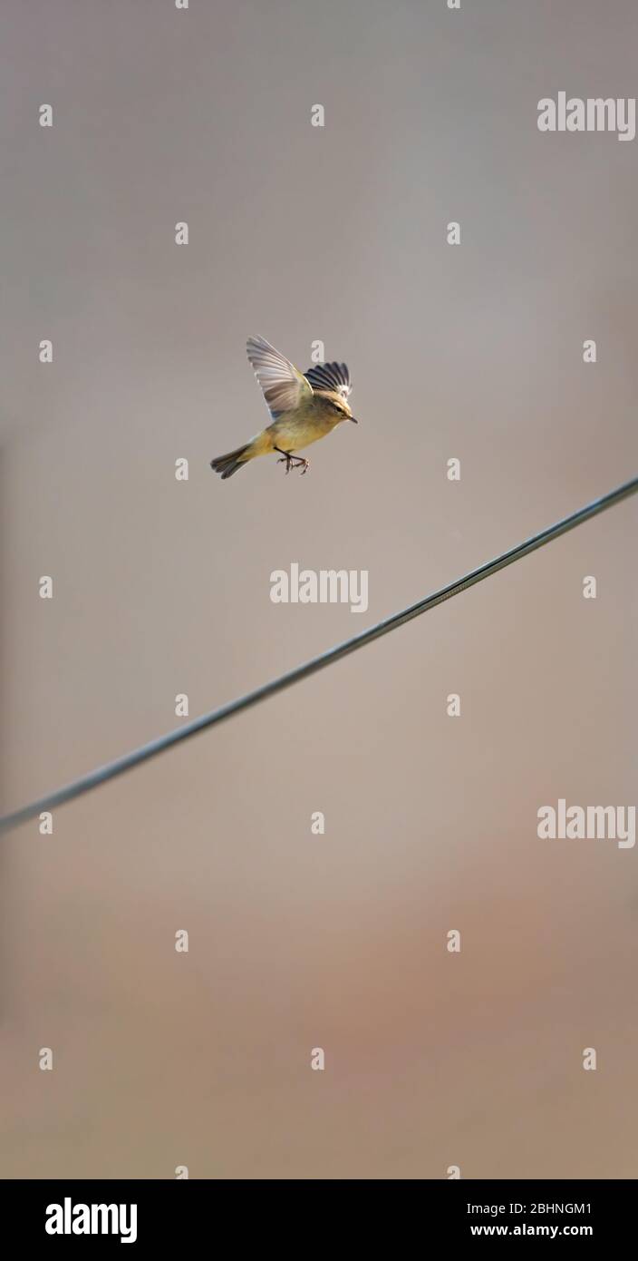 Flying cable hi-res stock photography and images - Alamy