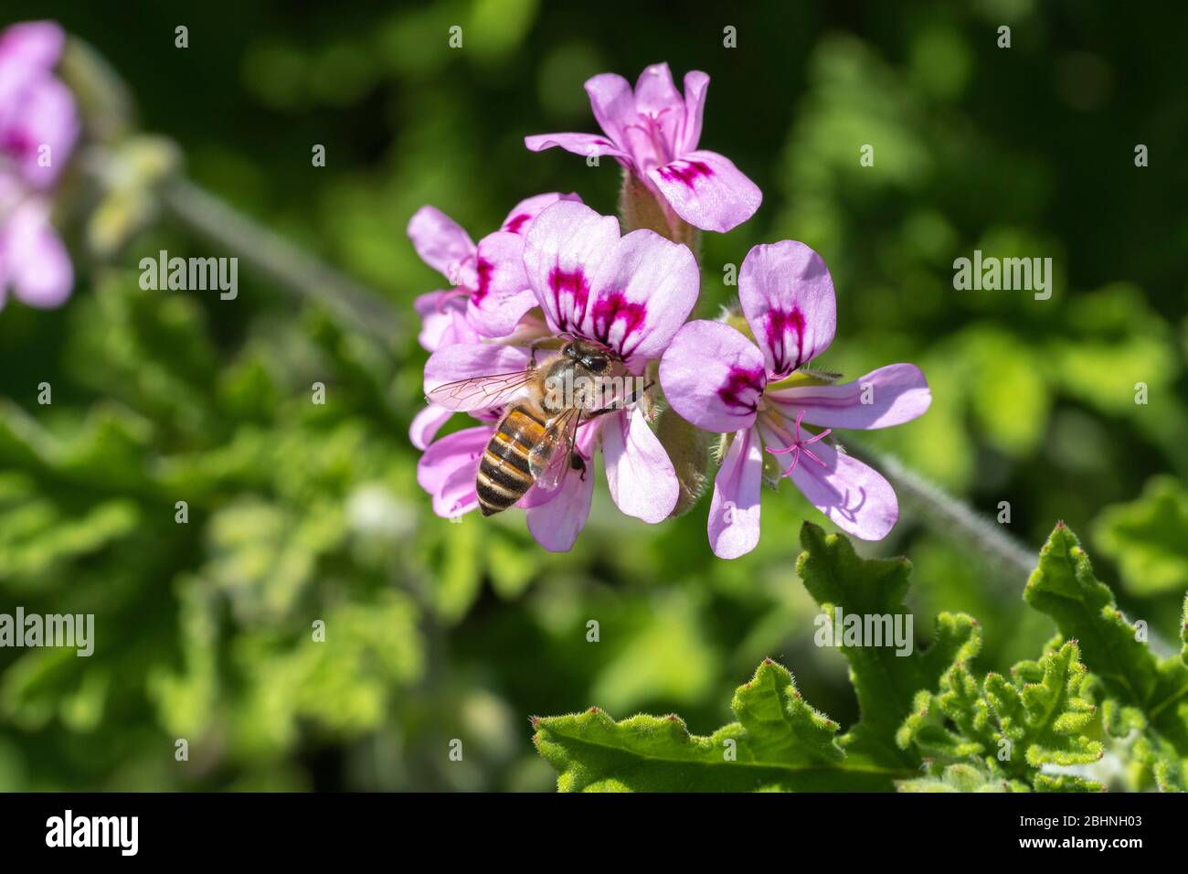 Western honey bee (Apis mellifera) sucking rose geranium (Pelargonium ...