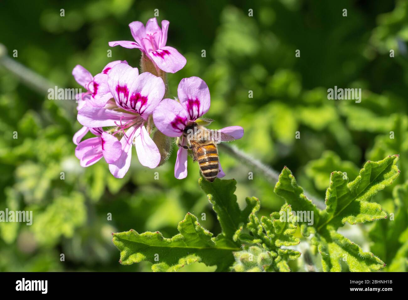 Purple geranium pelargonium blossoms beautiful hi-res stock photography ...