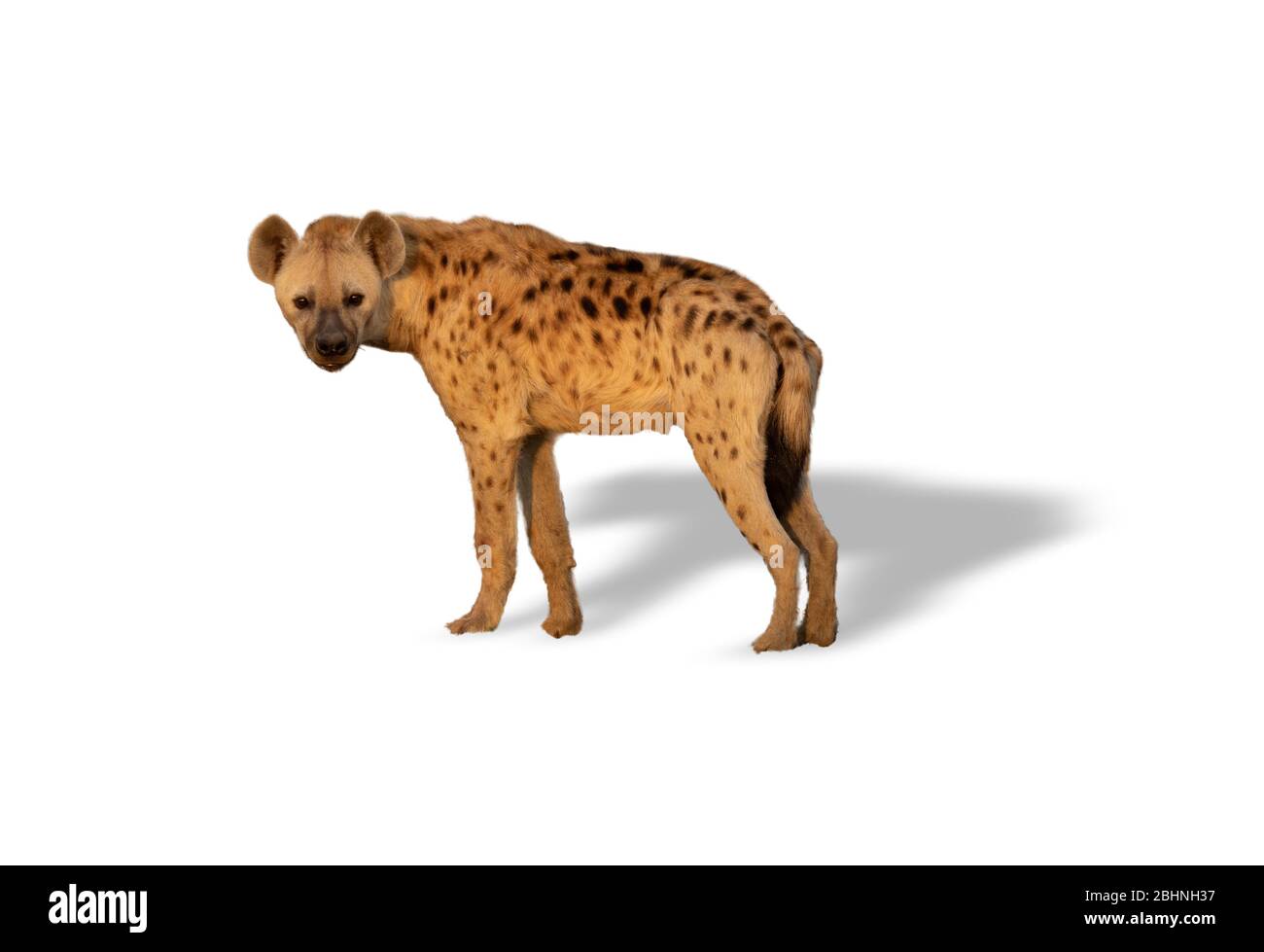 Profile of hyena with shadow on white background looking at the camera ...