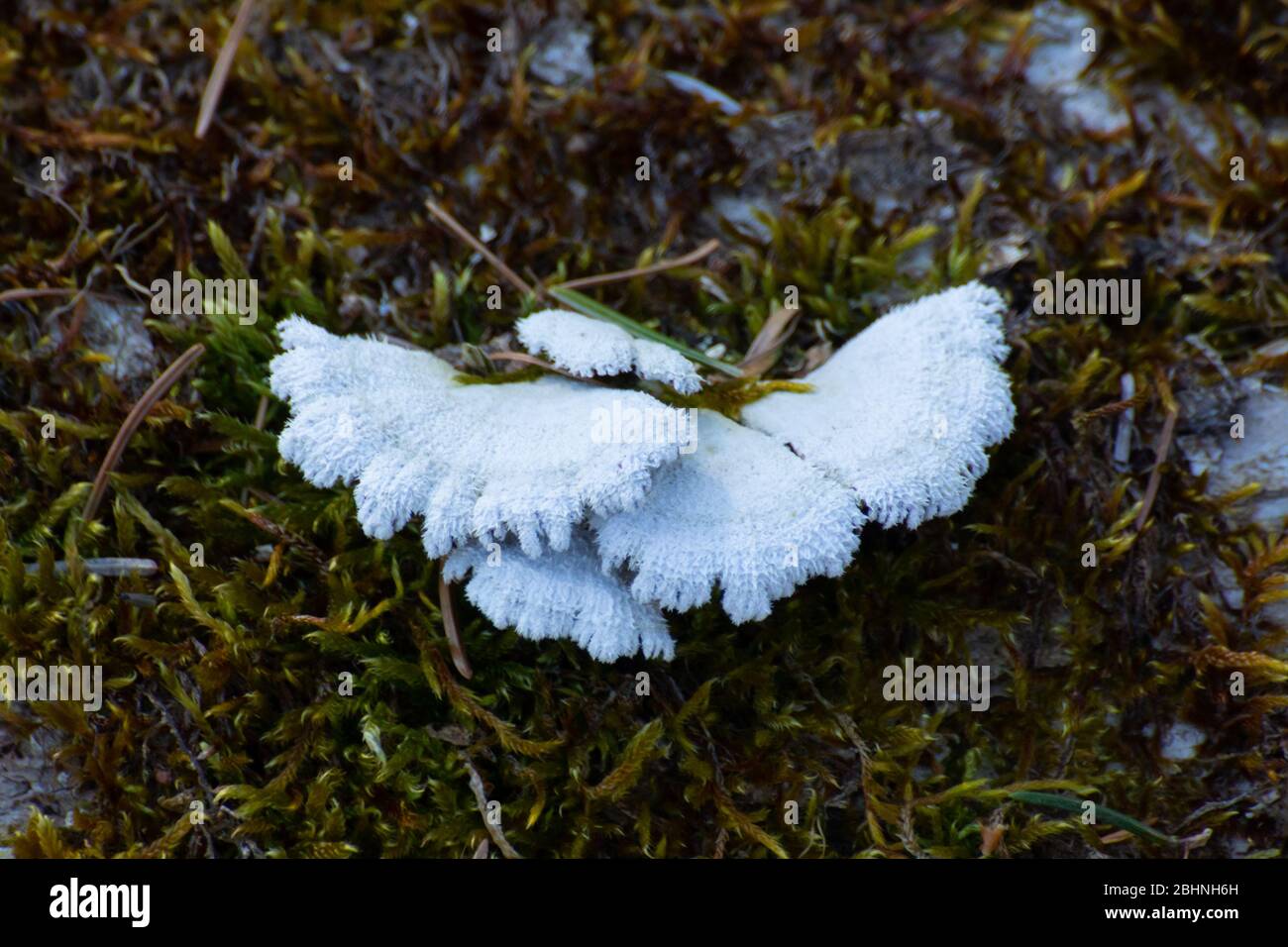 Close up of a common split gill mushroom, Schizophyllum commune or ...