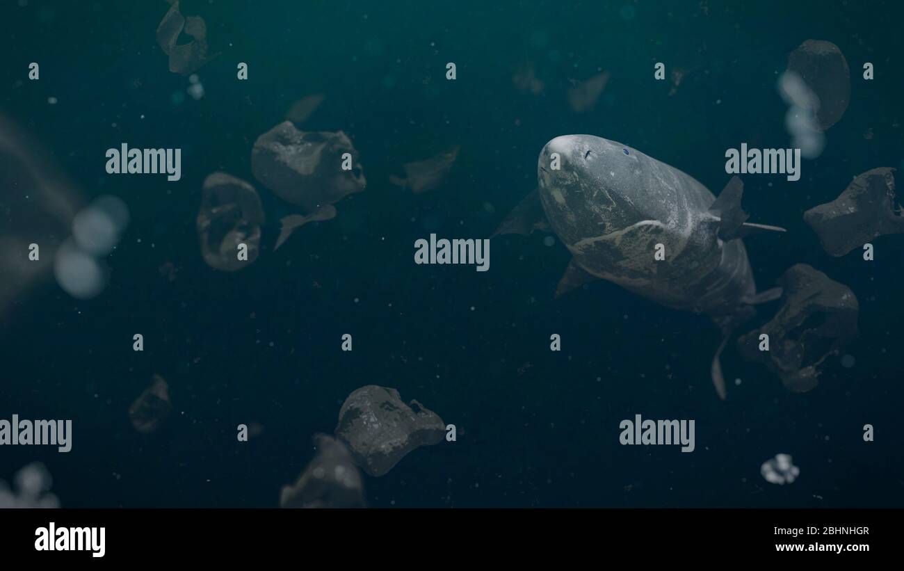 plastic pollution, Greenland shark surrounded by dangerous trash Stock ...