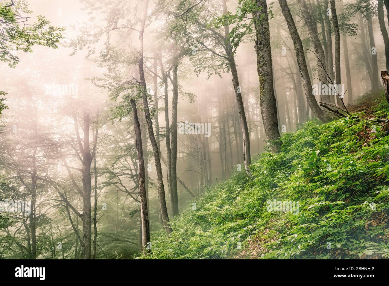 Mystical forest on a mountainside in heavy fog. Forest atmosphere with ...