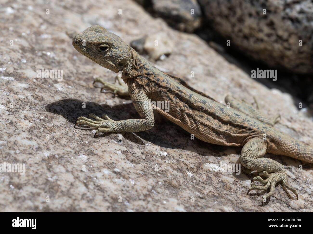 Lizard in the Wakhan Corridor at the Pamit Highway in Tajikistan Stock ...