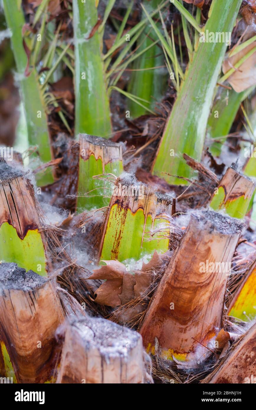 Vertical color image with a front view of a palm tree trunk texture ...
