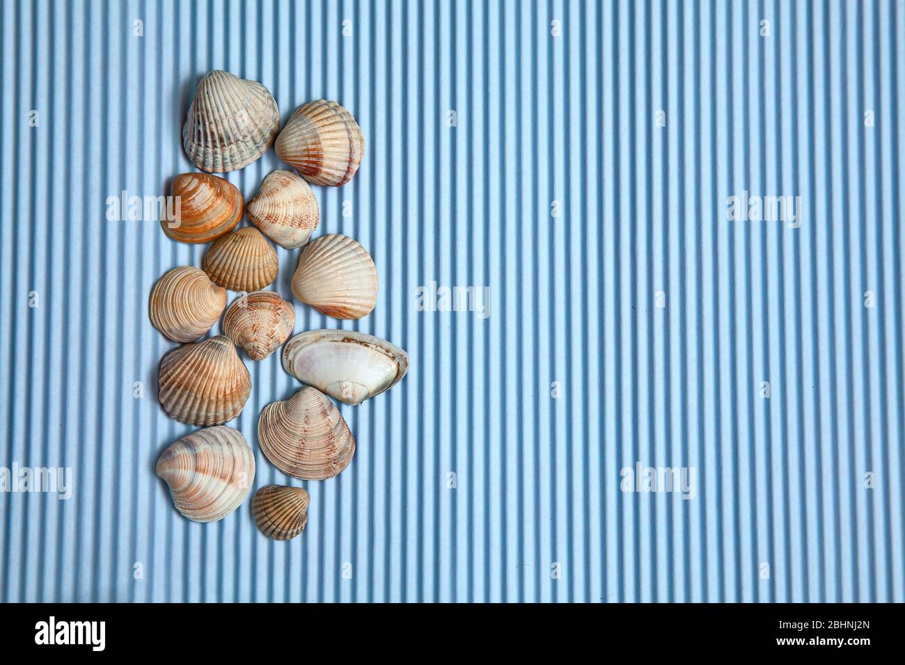 Summer sea shells on a blue background, top view and right side copy ...