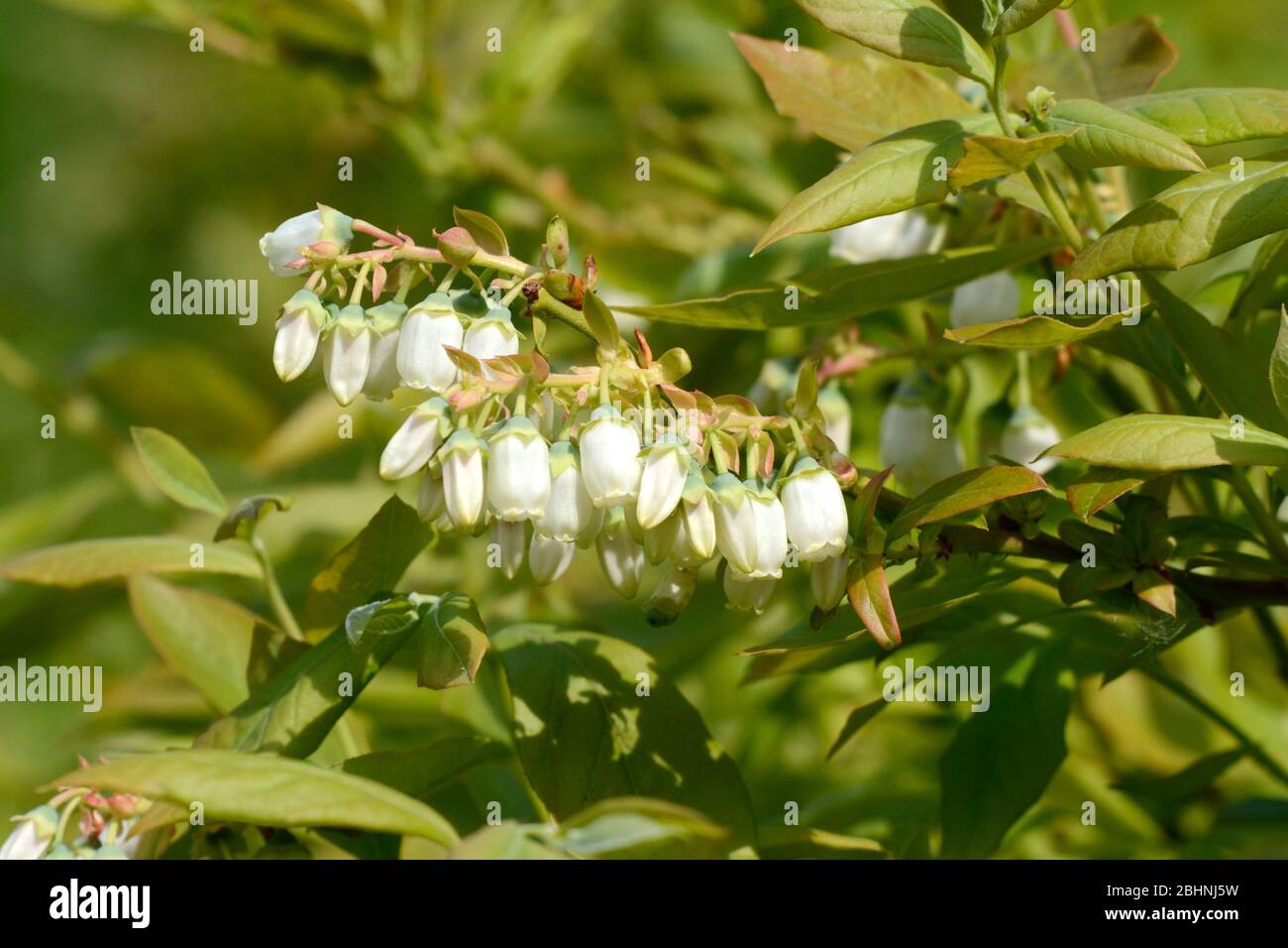 Growing blueberry hi-res stock photography and images - Alamy