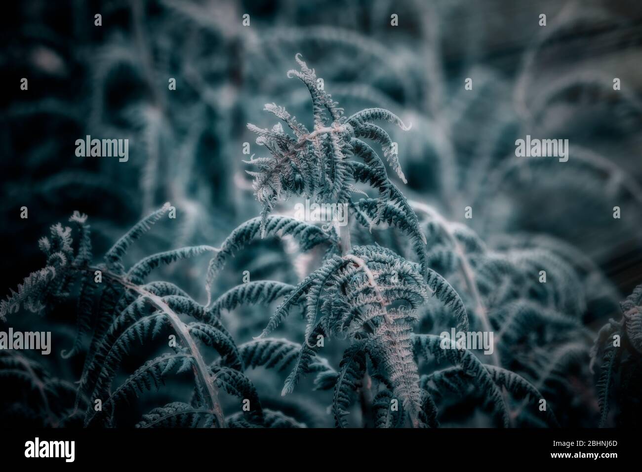 Fern at night in the moonlight. Greem fern Pteridium aquilinum or ...