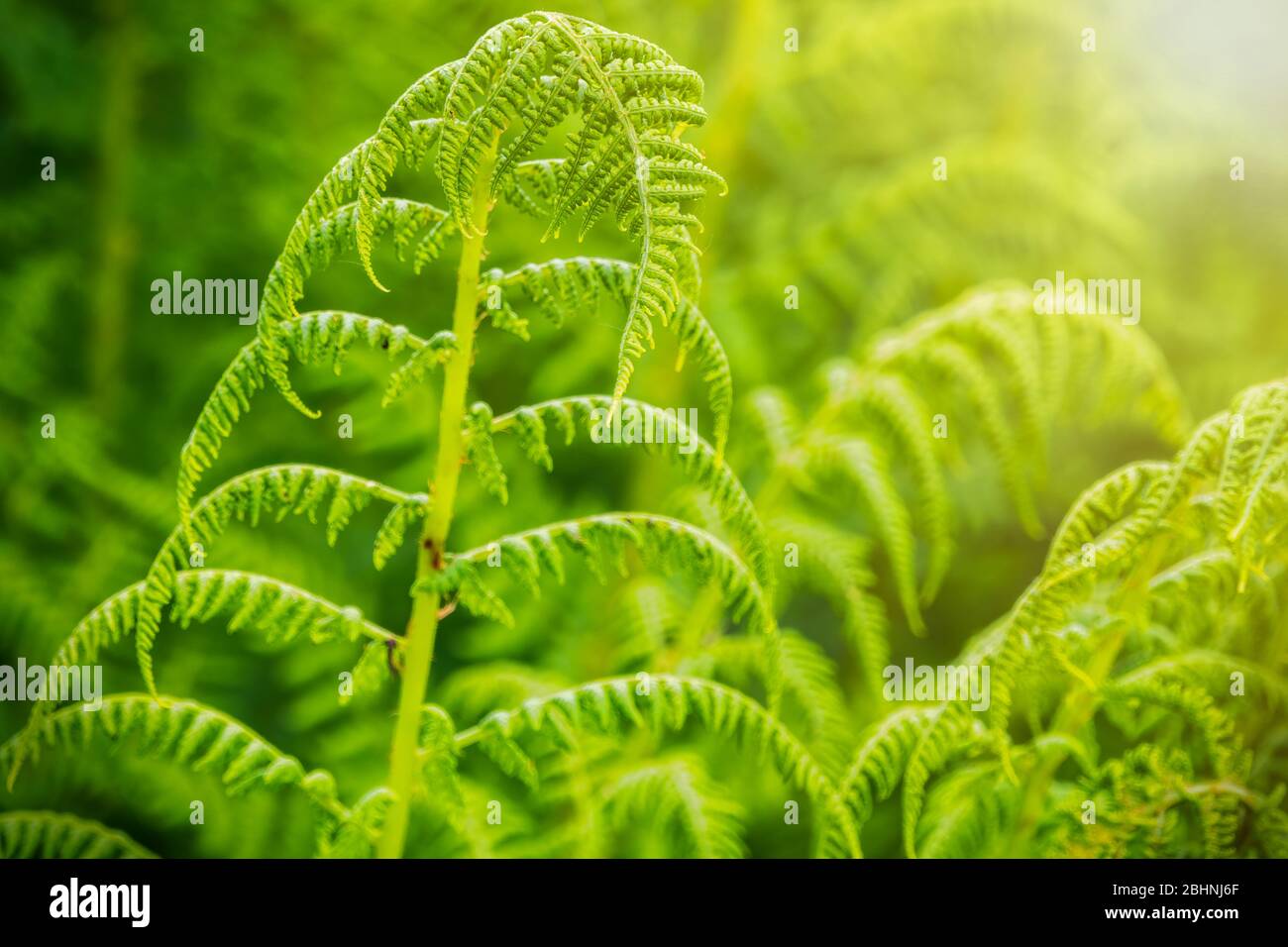 Abstract brake light texture hi-res stock photography and images - Alamy