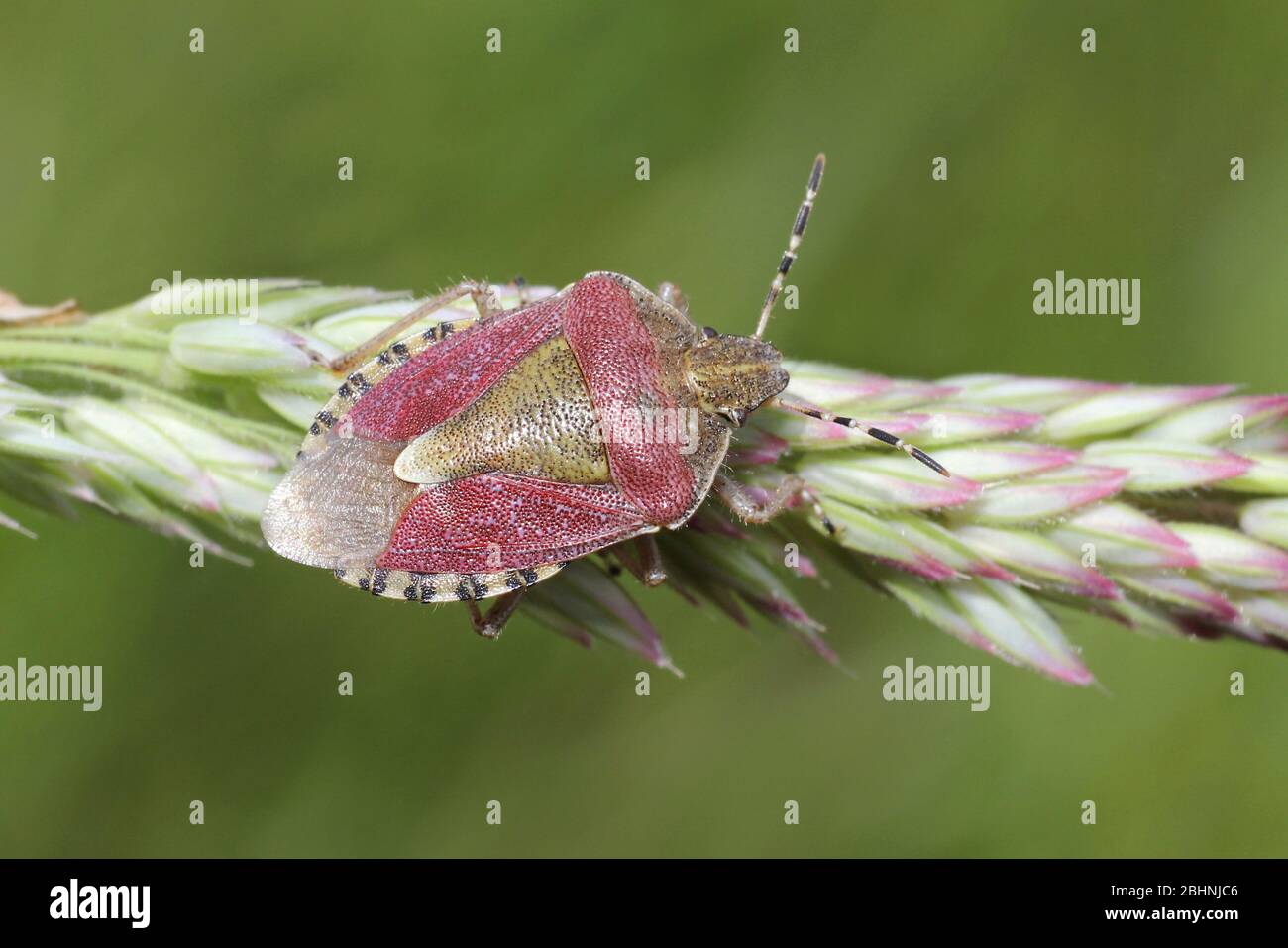Sloe bug pentatomidae hi-res stock photography and images - Alamy