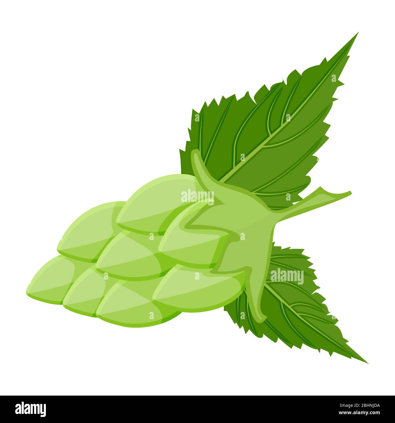 Hop cone isolated on white background. Stylized hops with leafs icons ...