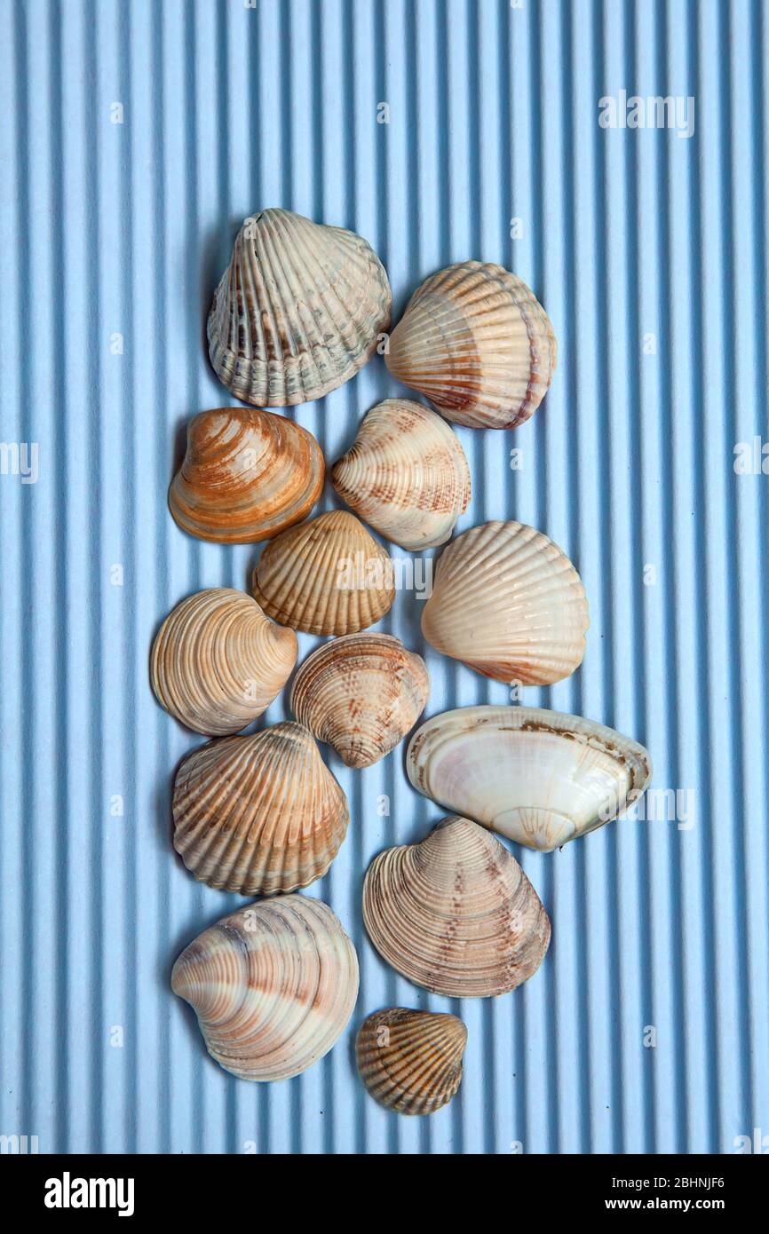 Summer sea shells on a blue background, top view and right side copy ...