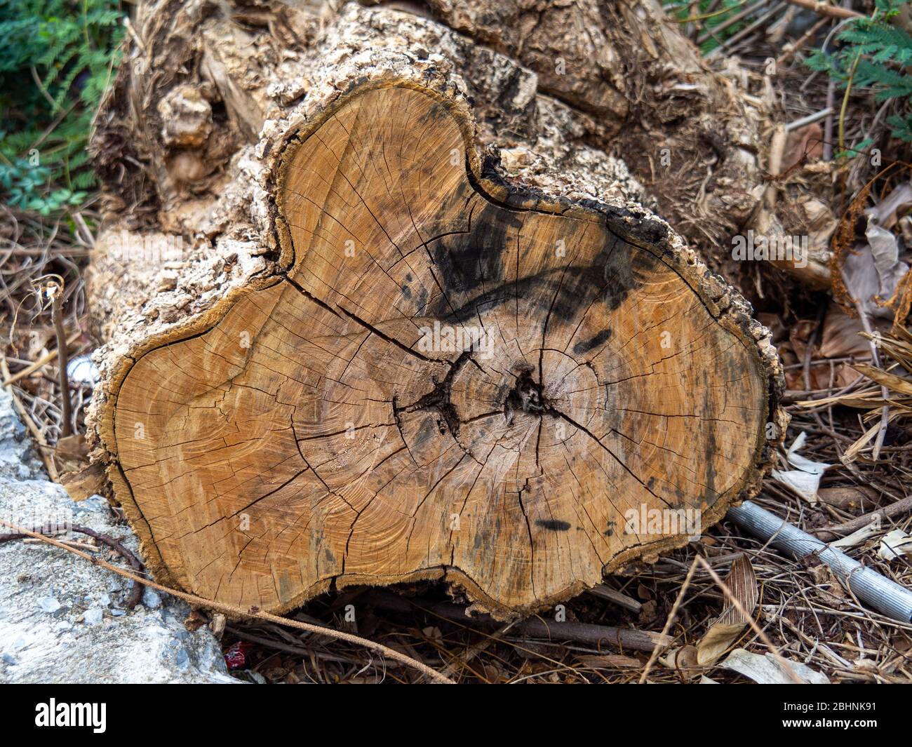 Close up of cut tree trunk. wood cut texture ring background. Cross ...