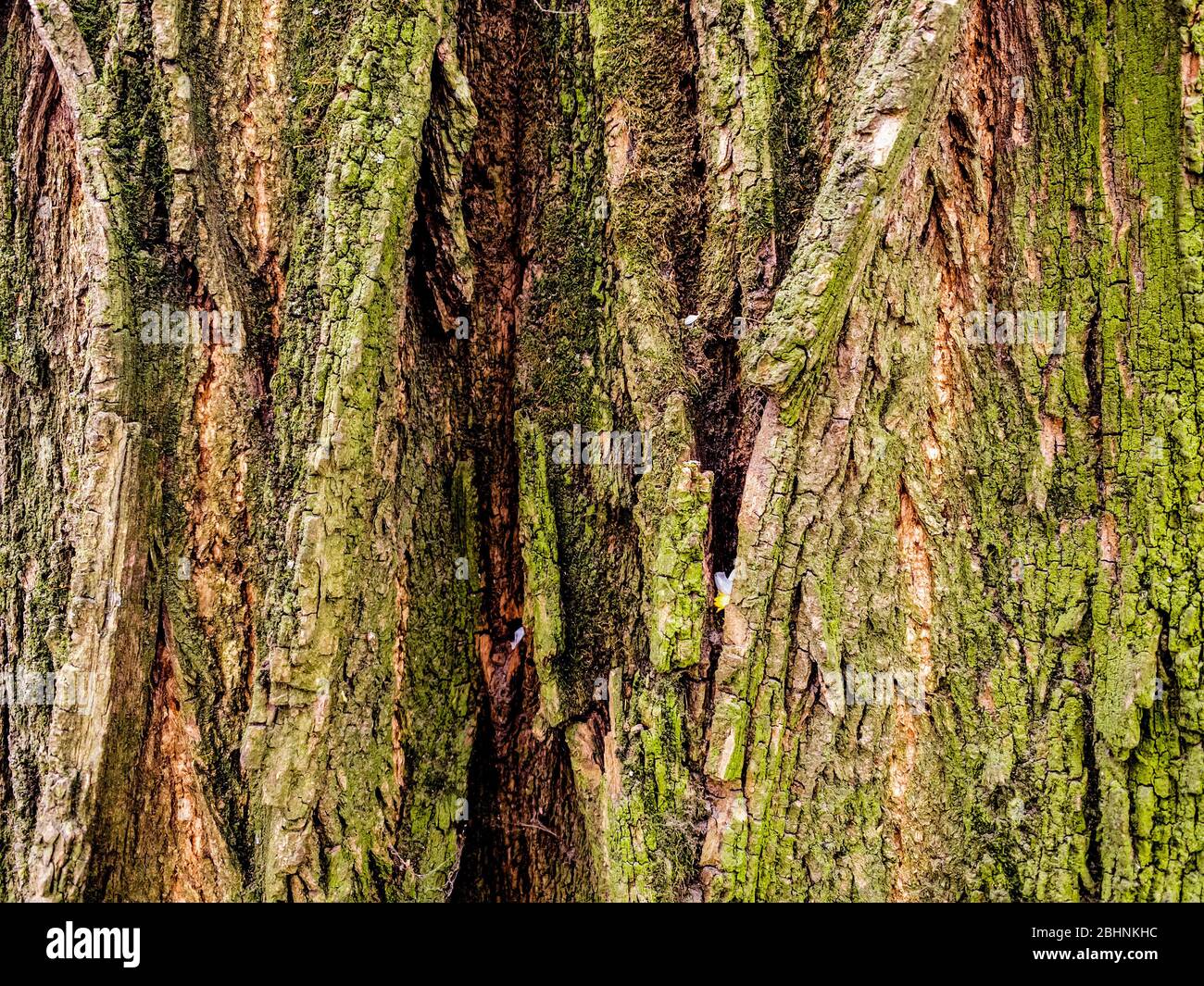 Old tree bark texture with moss as background for your creative design ...