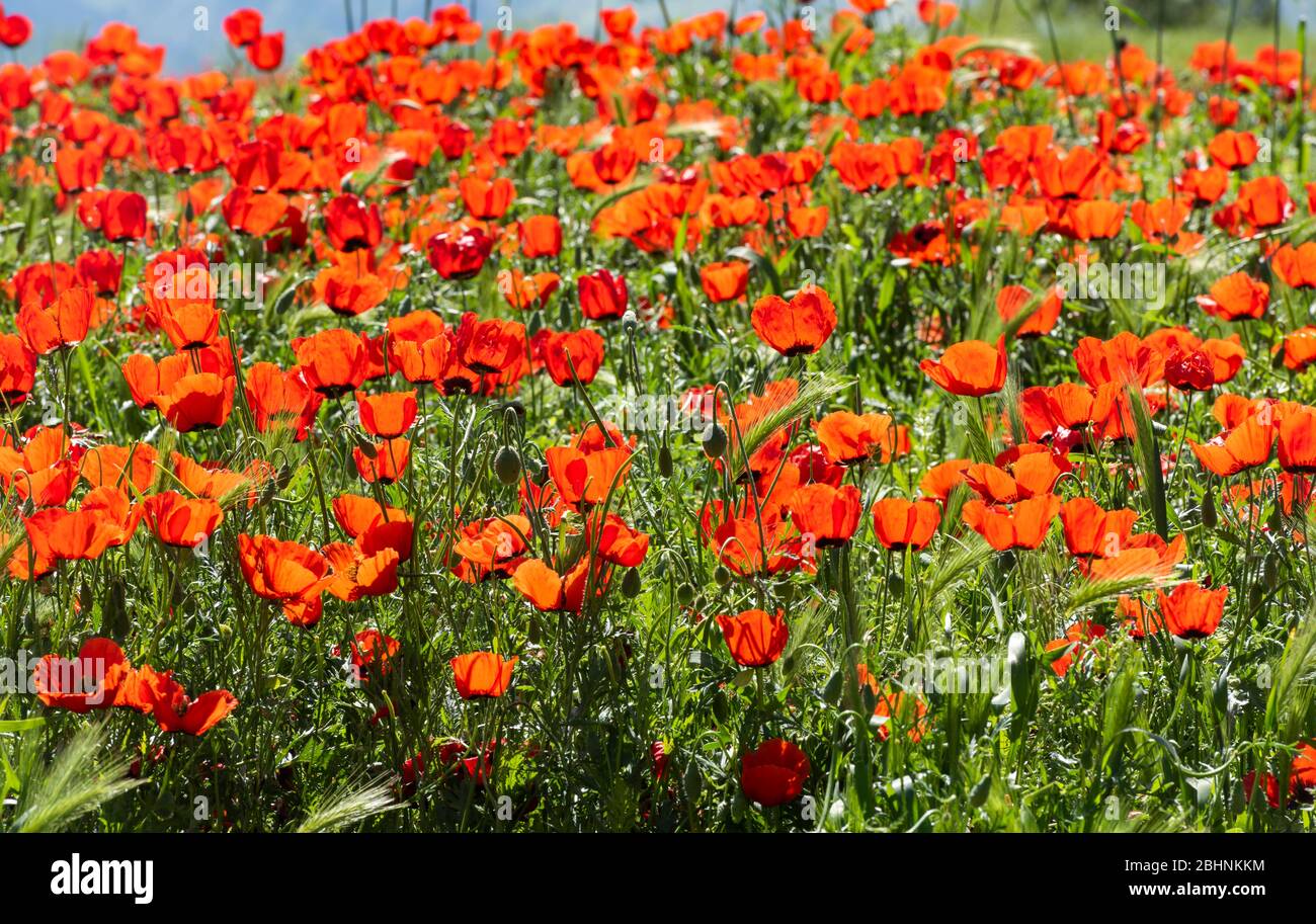 Poppy field with orange flowers with sun shining through the petals of ...