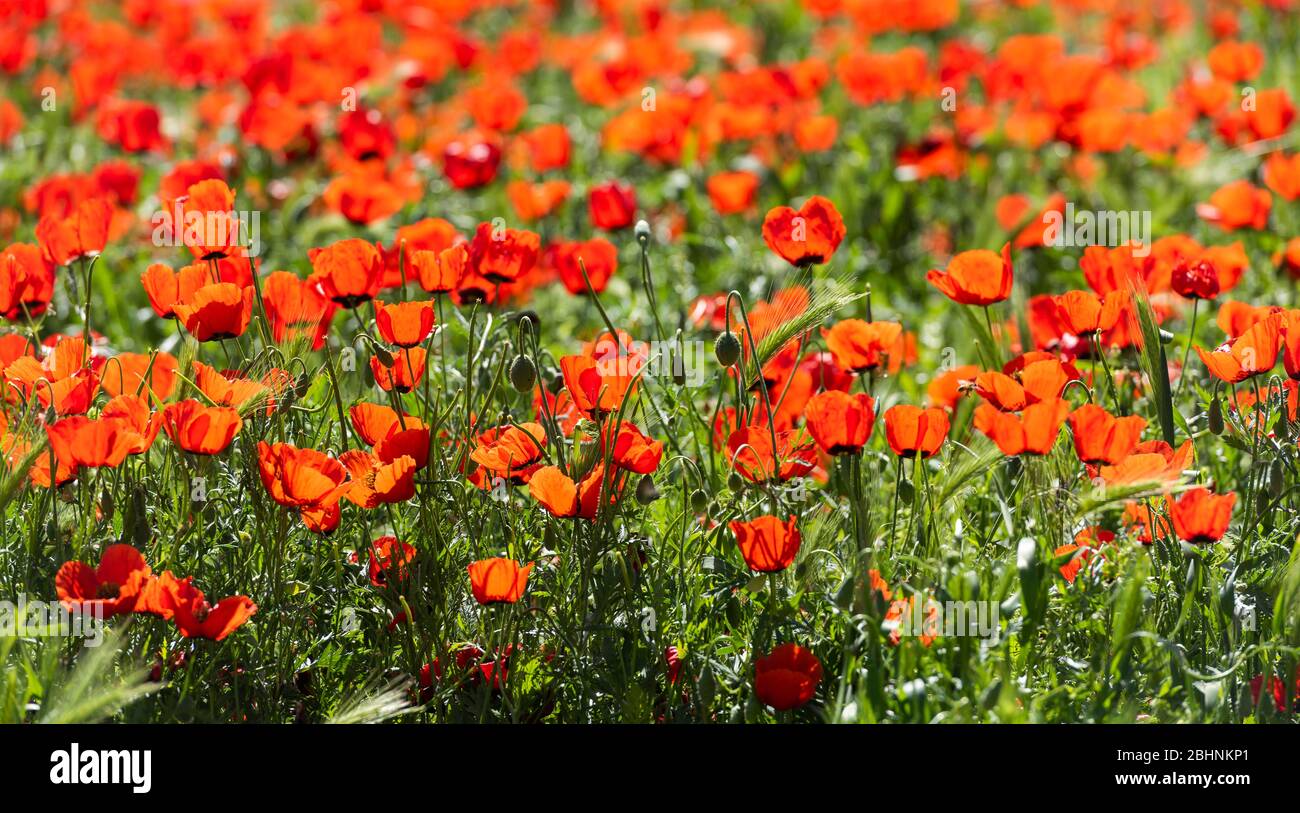 Poppy field with orange flowers with sun shining through the petals of ...