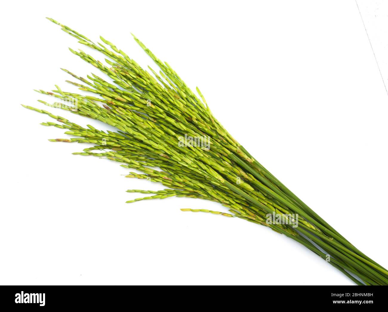 Green spike on white hi-res stock photography and images - Alamy