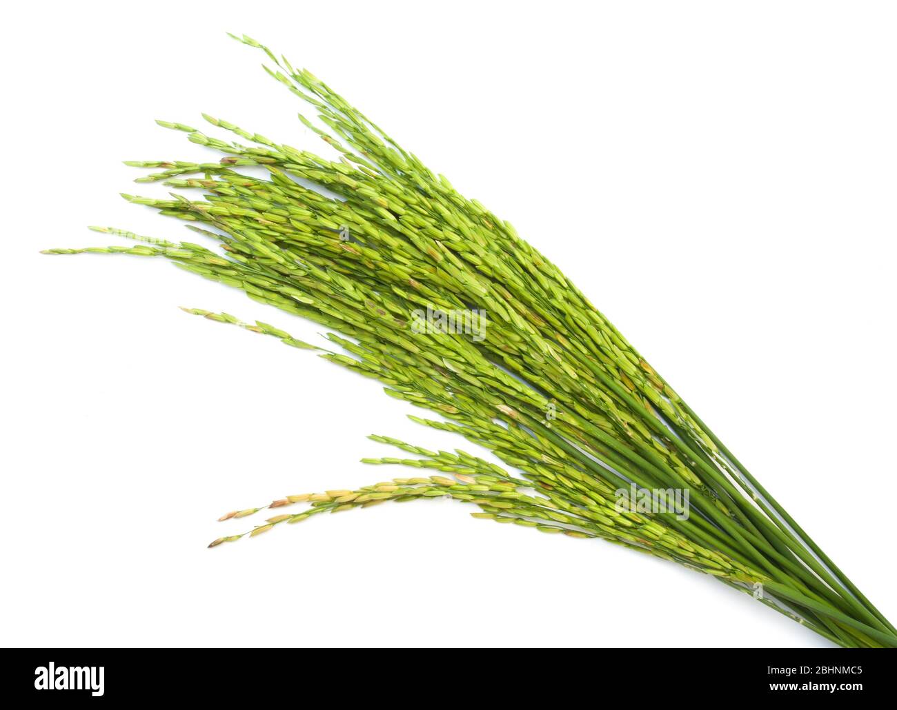 green spike on white background Stock Photo - Alamy