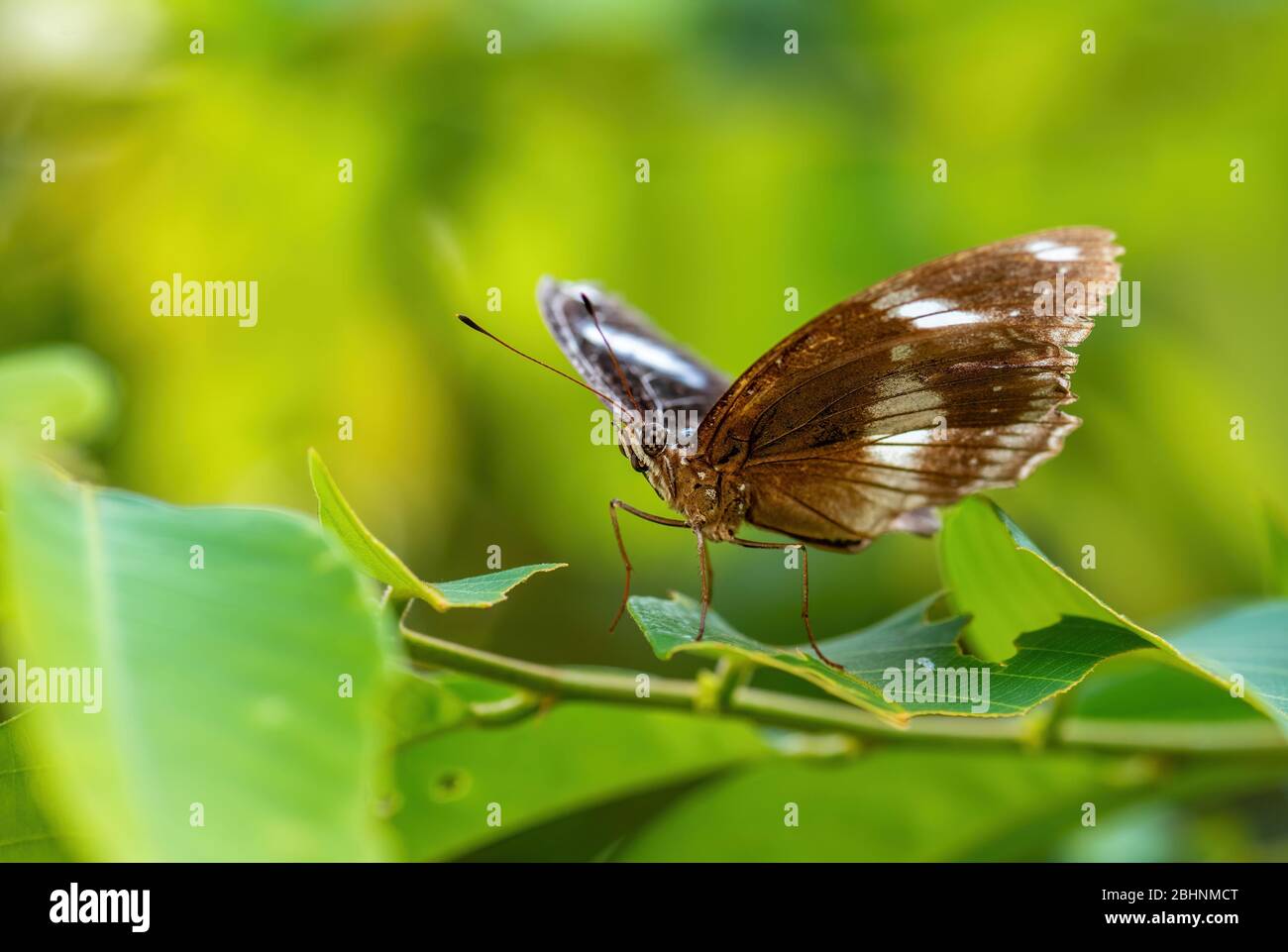 Common Eggfly - Hypolimnas bolina, beautiful colored butterfly from ...
