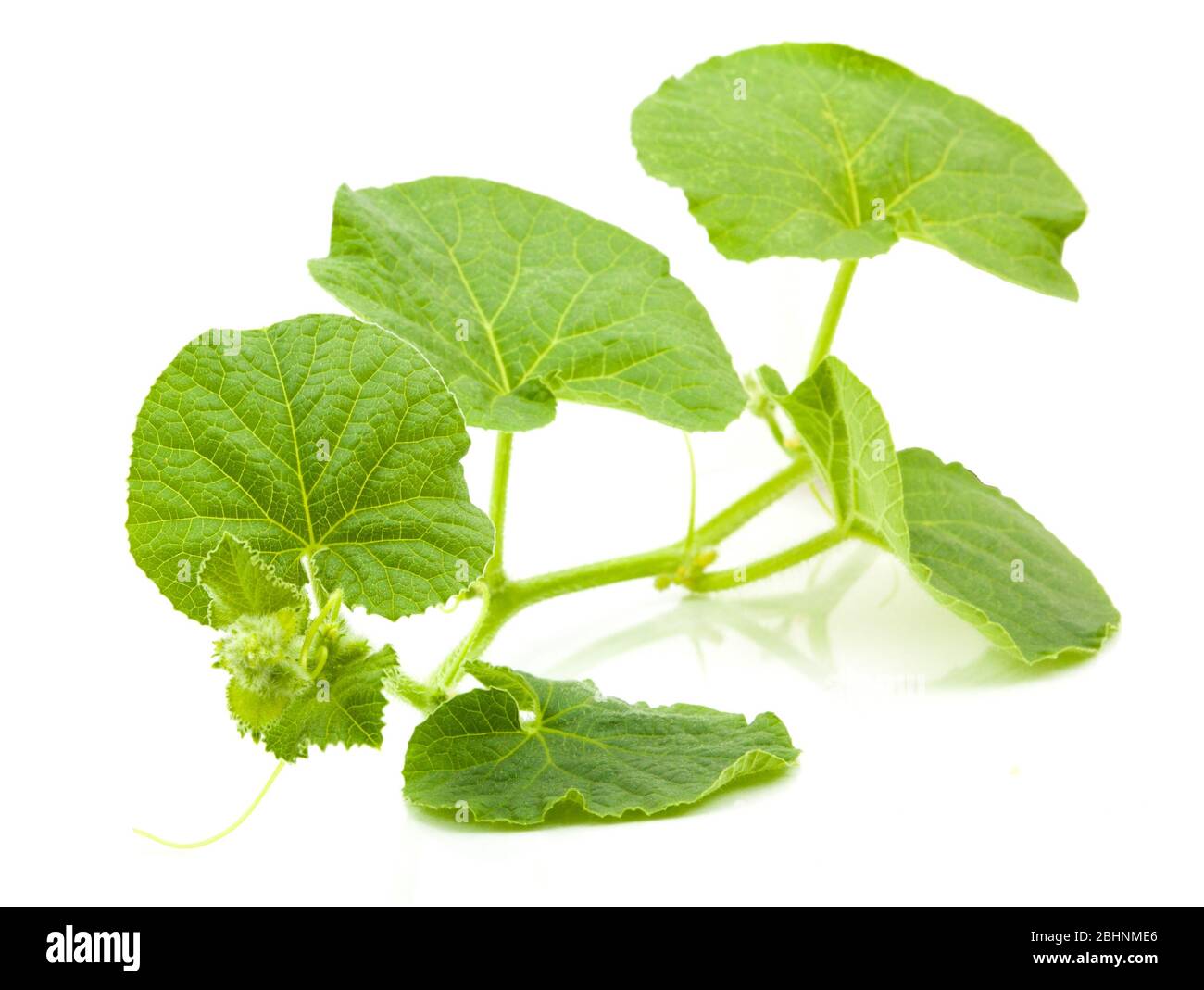 Melon tree on white background Stock Photo - Alamy