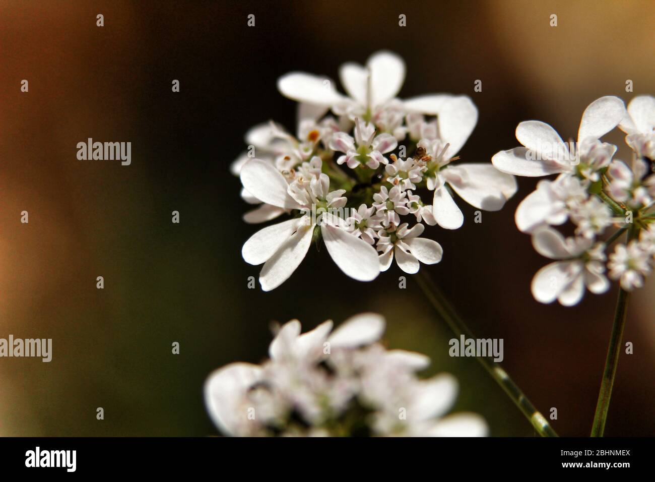 Coriander coriandrum sativum blooming hi-res stock photography and ...