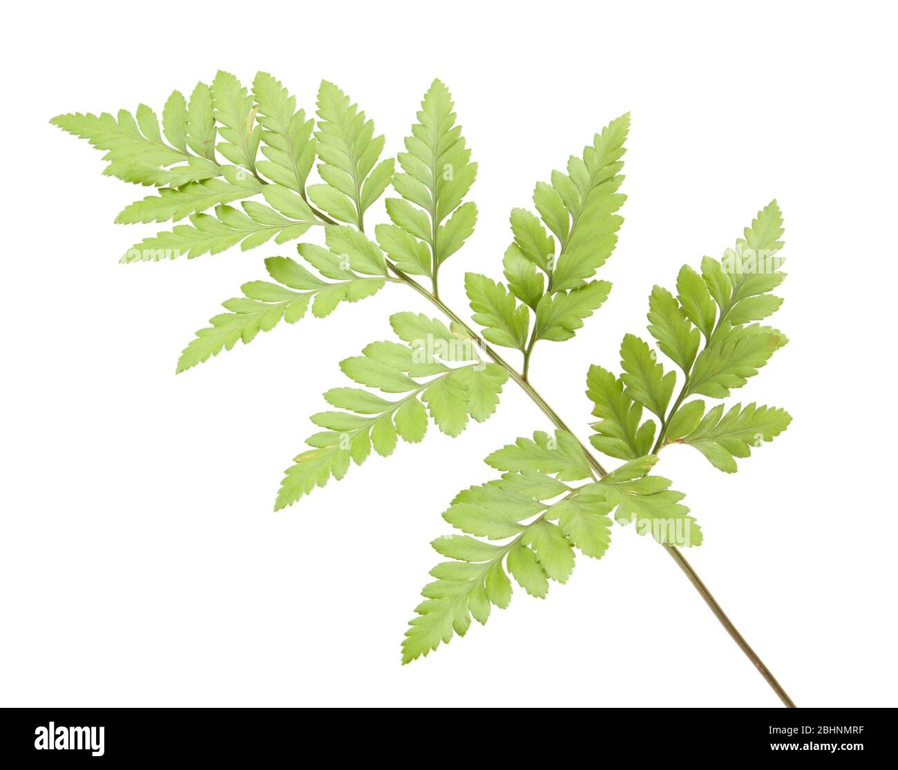 fern isolated on white background Stock Photo - Alamy