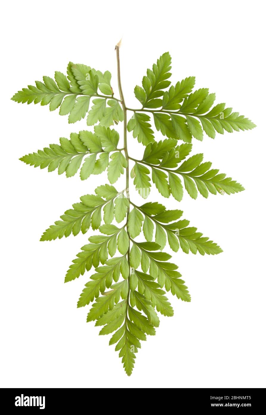 fern isolated on white background Stock Photo - Alamy