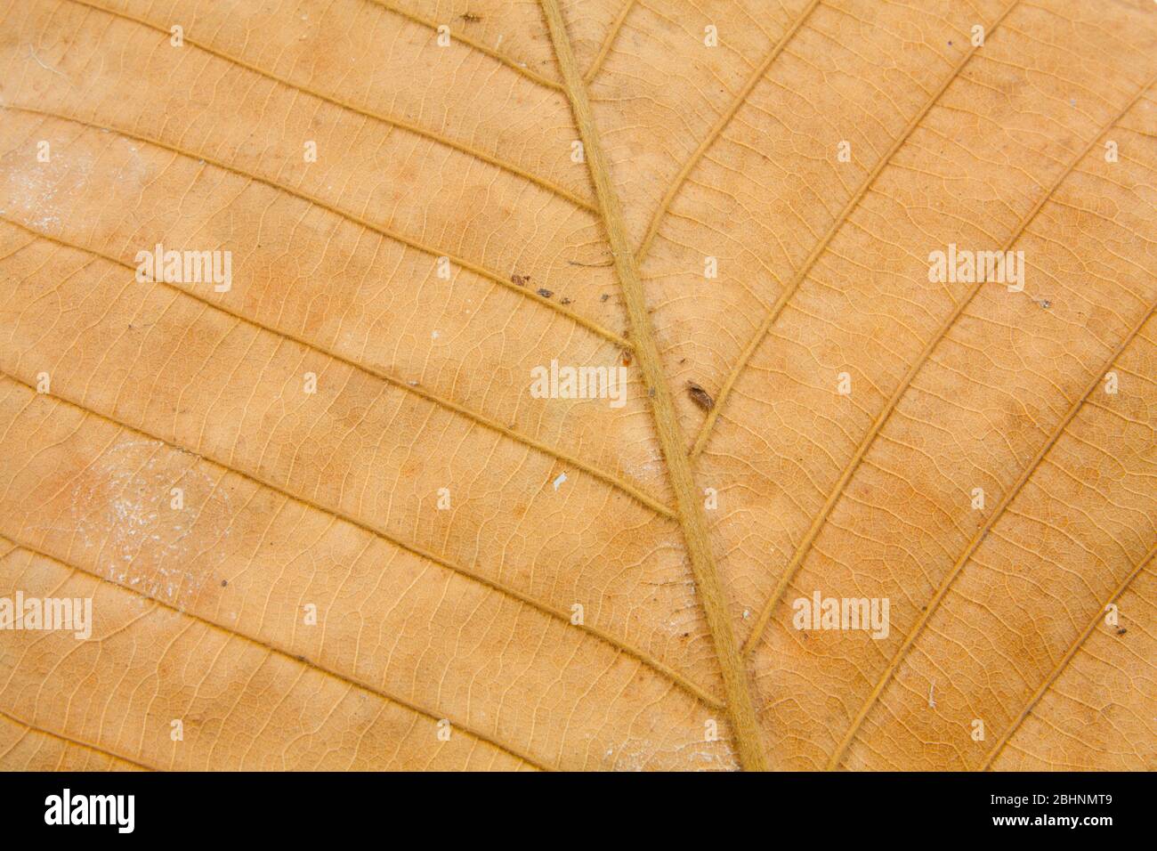 Dry leaf texture for pattern background Stock Photo - Alamy