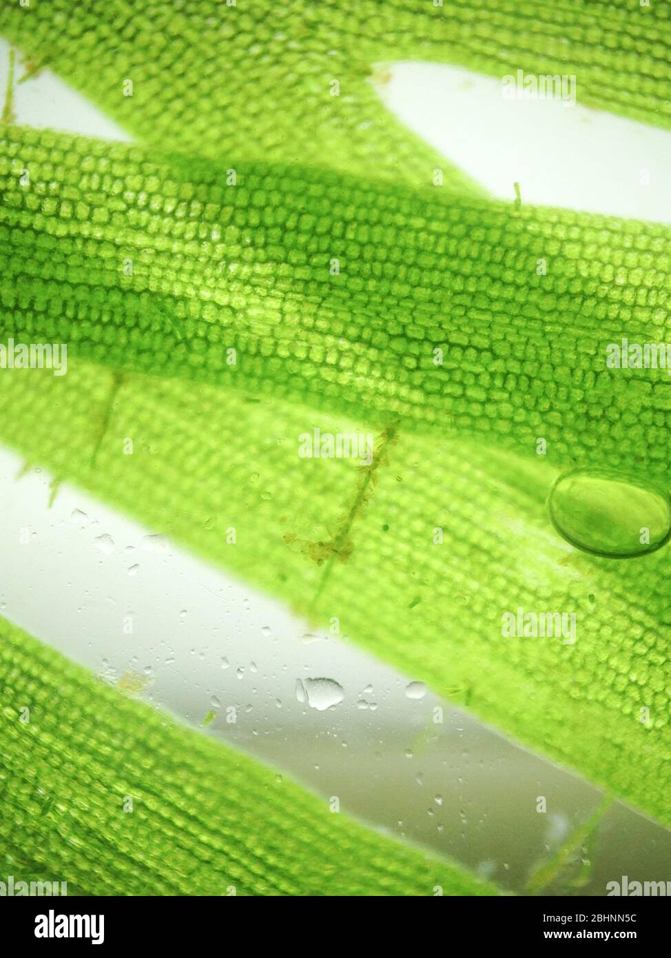 zoom microorganism algae Stock Photo - Alamy