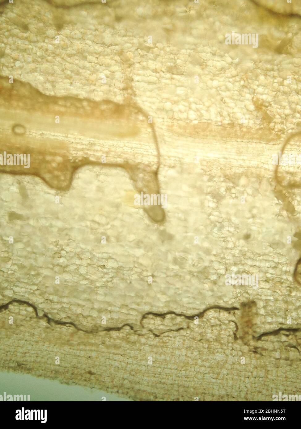 Filamentous alga, microscope hi-res stock photography and images - Alamy