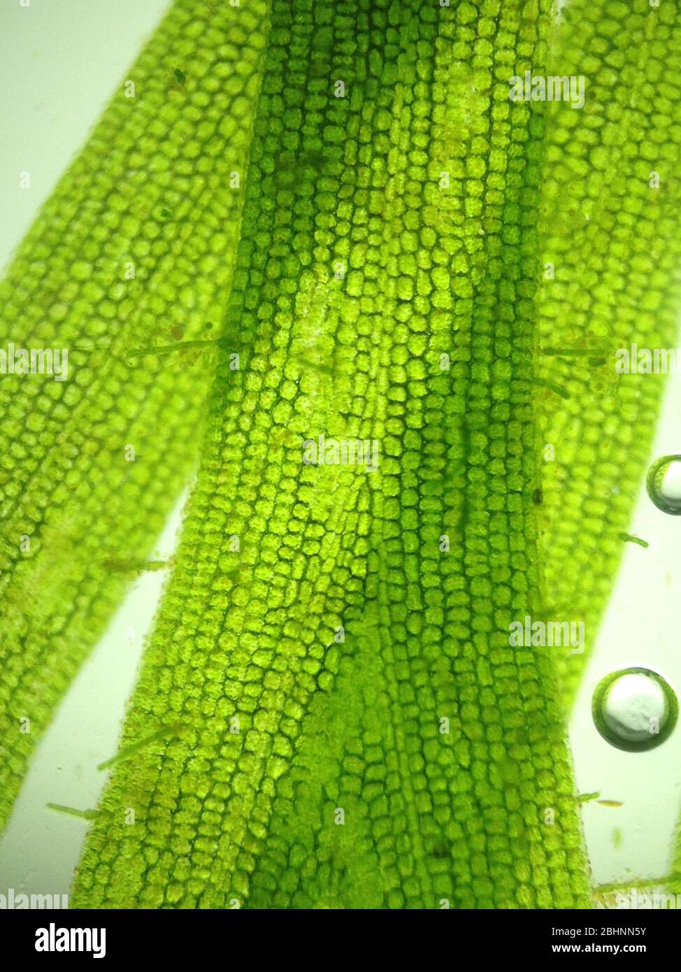 zoom microorganism algae Stock Photo - Alamy