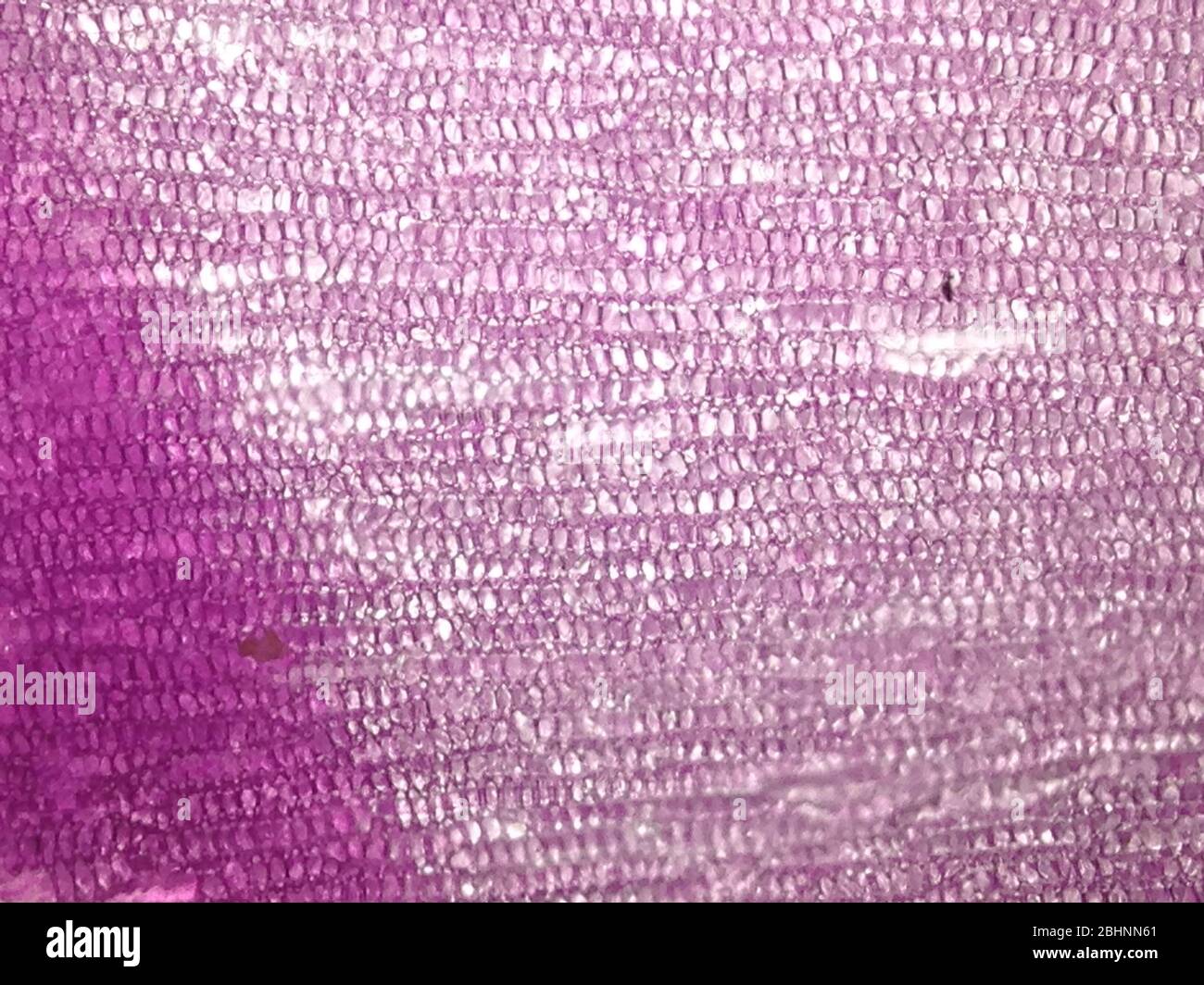 Flower petal microscope hi-res stock photography and images - Alamy