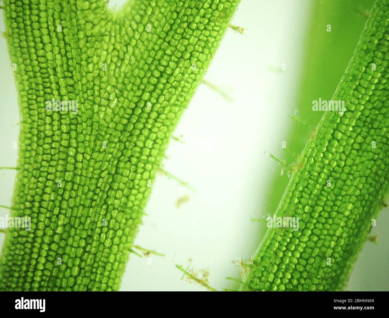zoom microorganism algae Stock Photo - Alamy