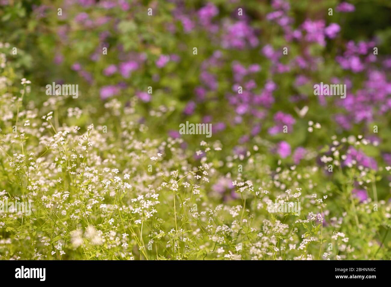 Northern Bedstraw (Galium Boreale) flowers in spring forest Stock Photo ...