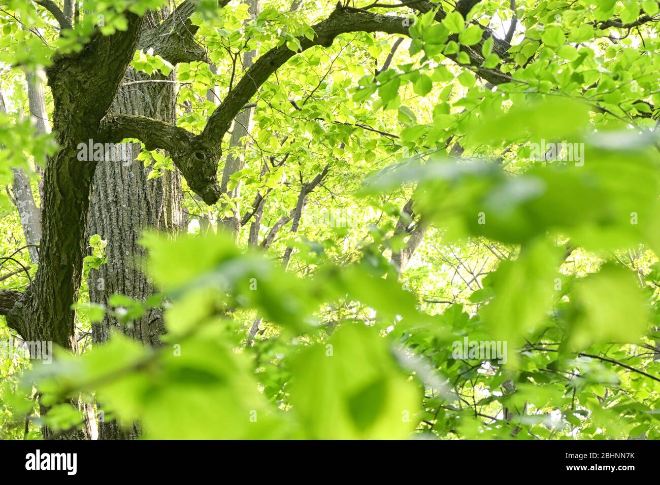 Tree shapes in the forest hi-res stock photography and images - Alamy