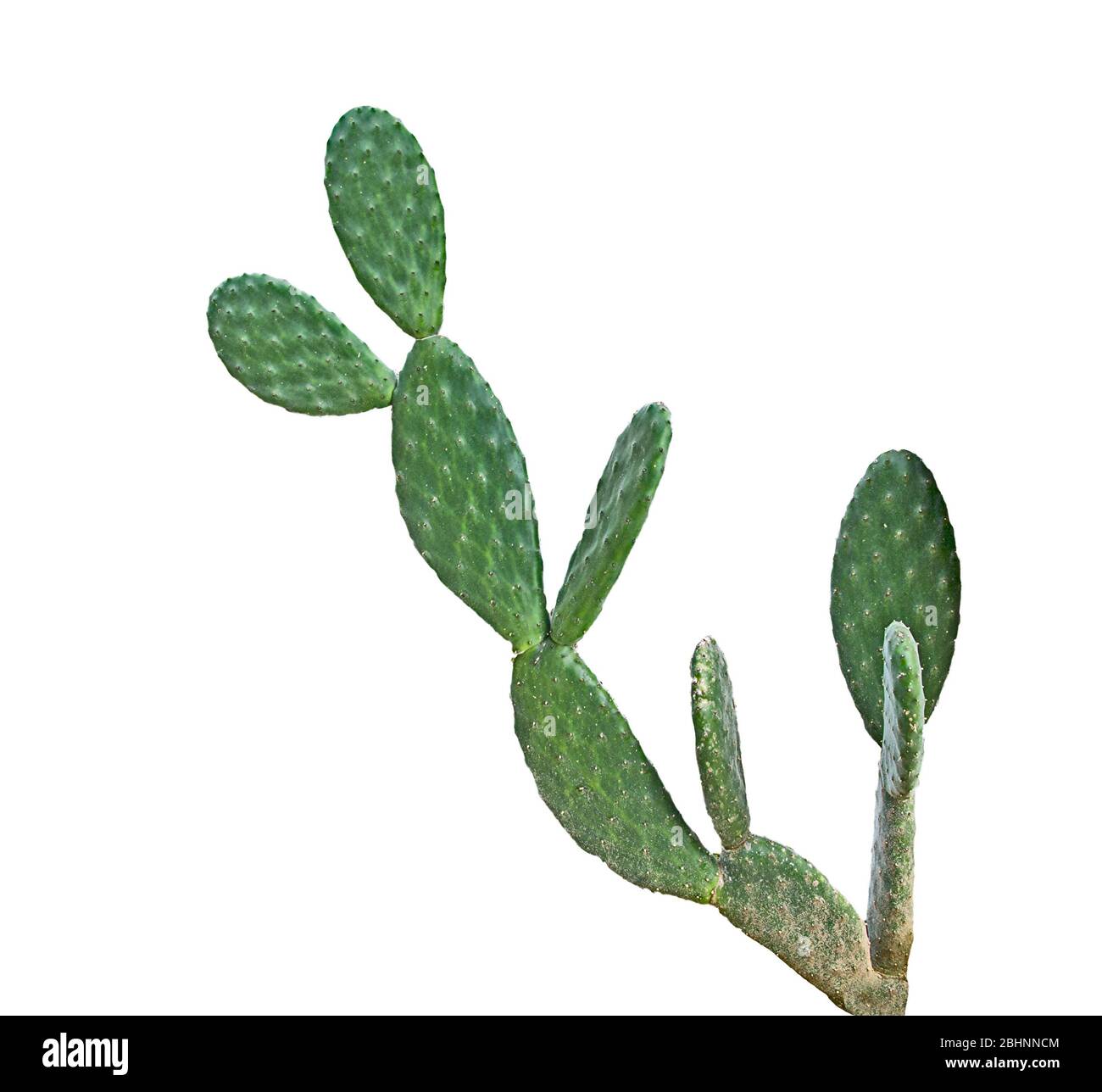 Cactus isolated on white background Stock Photo - Alamy