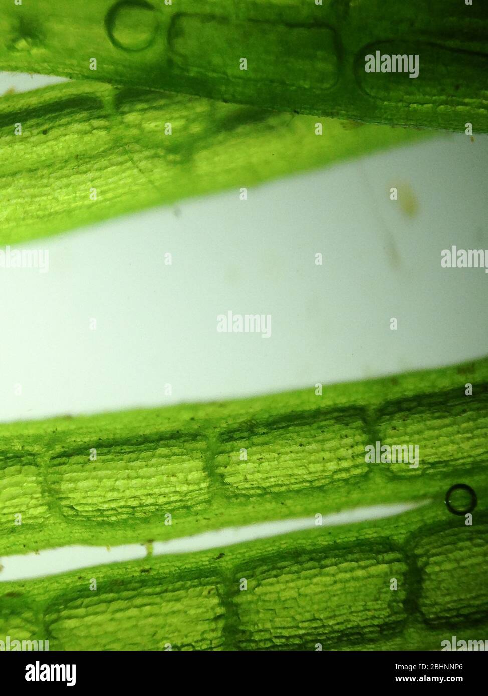 zoom microorganism algae Stock Photo - Alamy