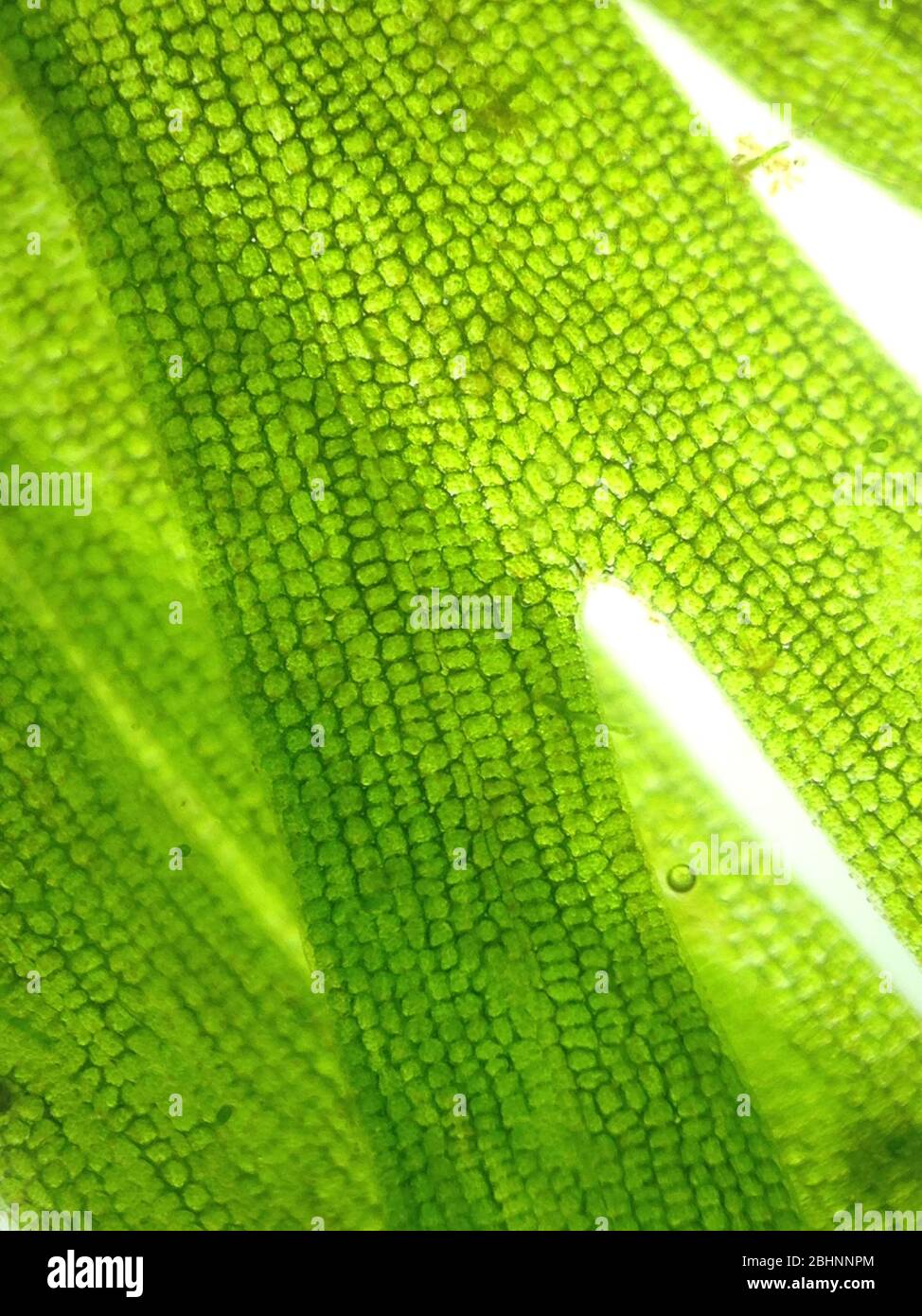 zoom microorganism algae Stock Photo - Alamy
