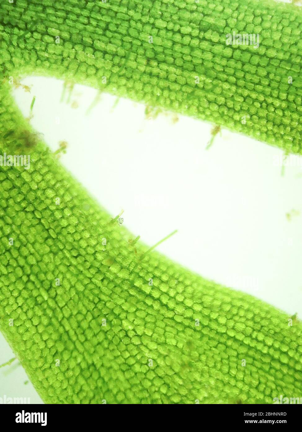 zoom microorganism algae Stock Photo - Alamy