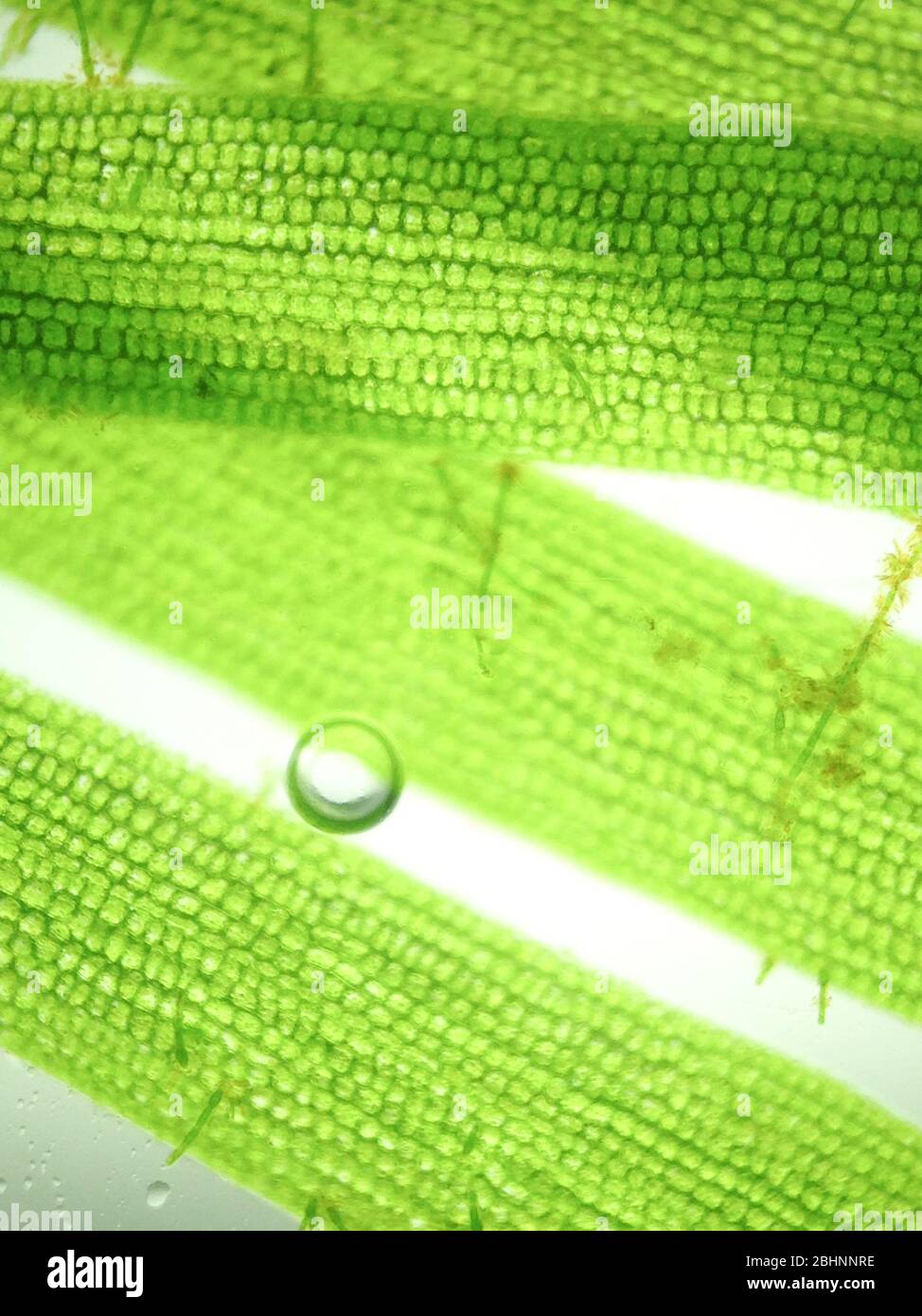 zoom microorganism algae Stock Photo - Alamy