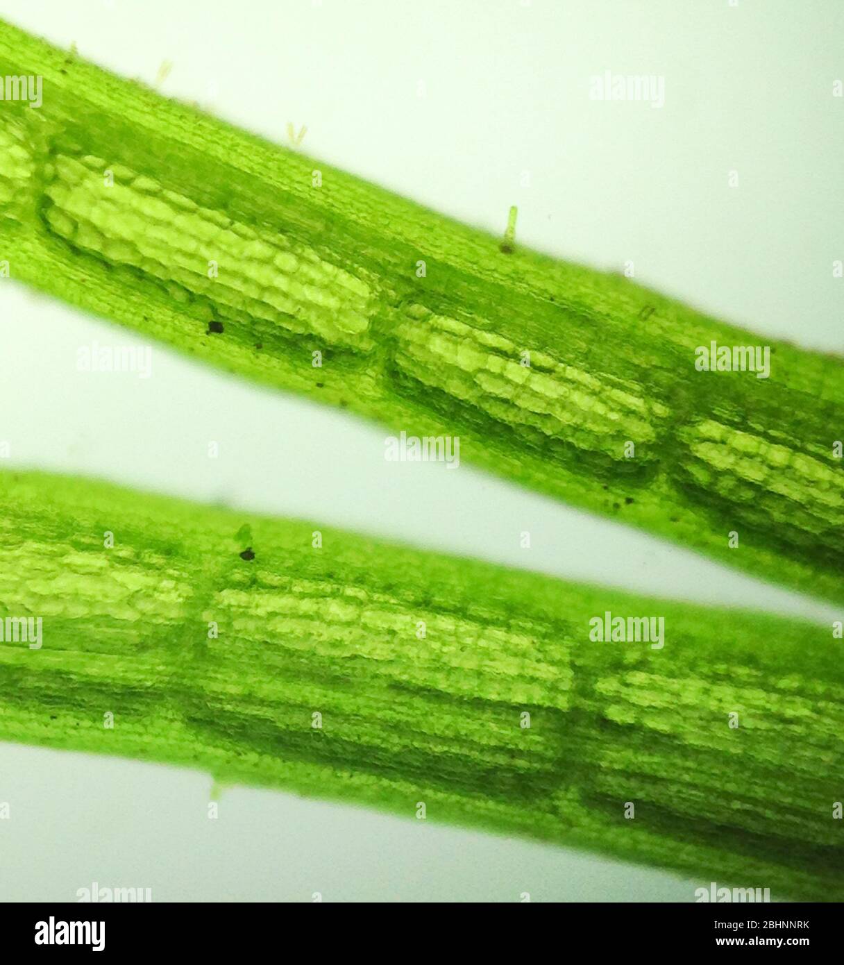 zoom microorganism algae Stock Photo - Alamy