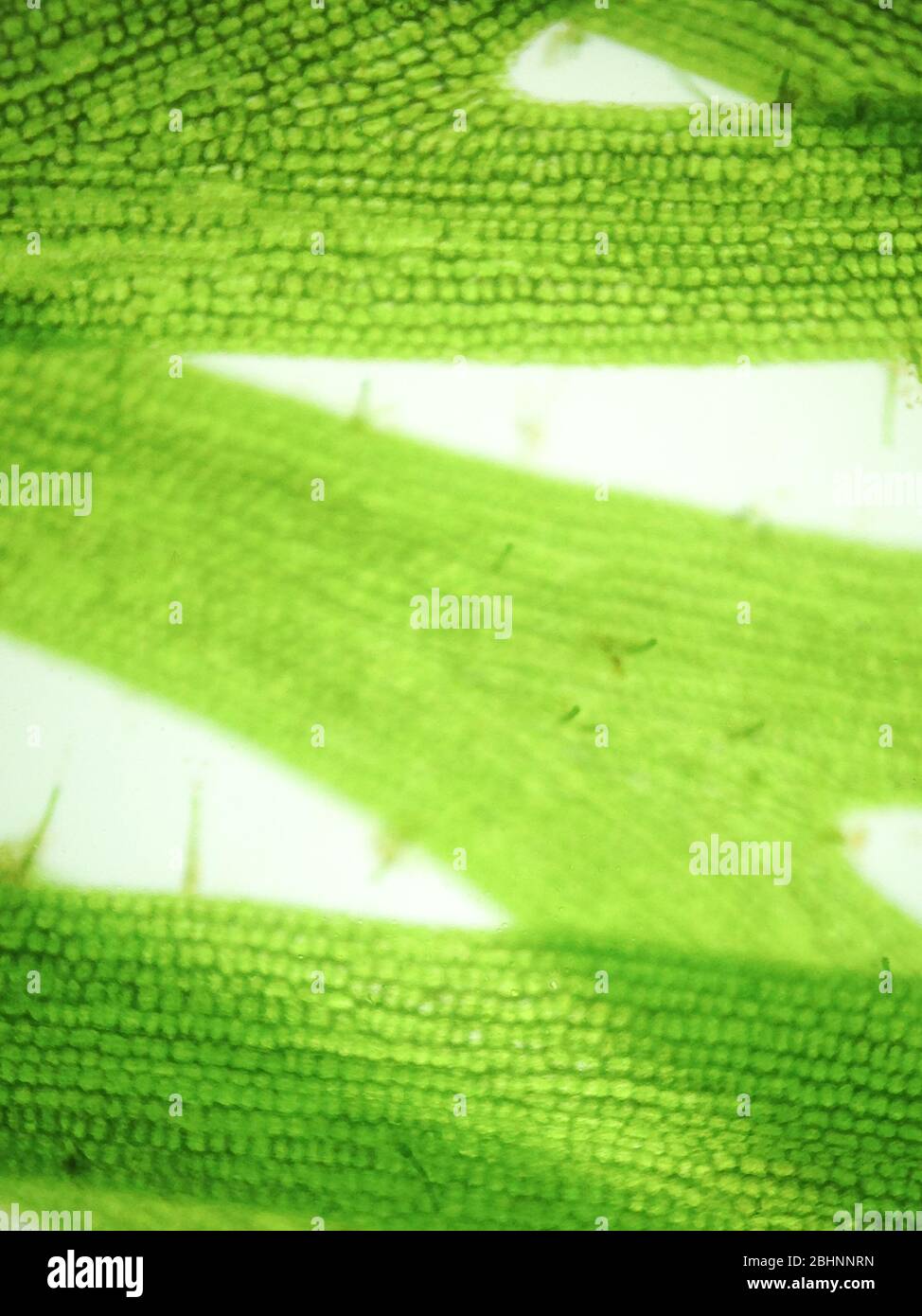 zoom microorganism algae Stock Photo - Alamy