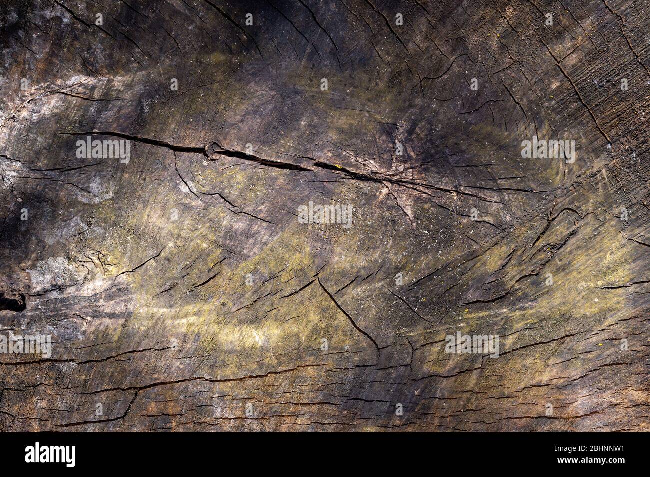 Tree rings old weathered wood texture with the cross section of a cut ...