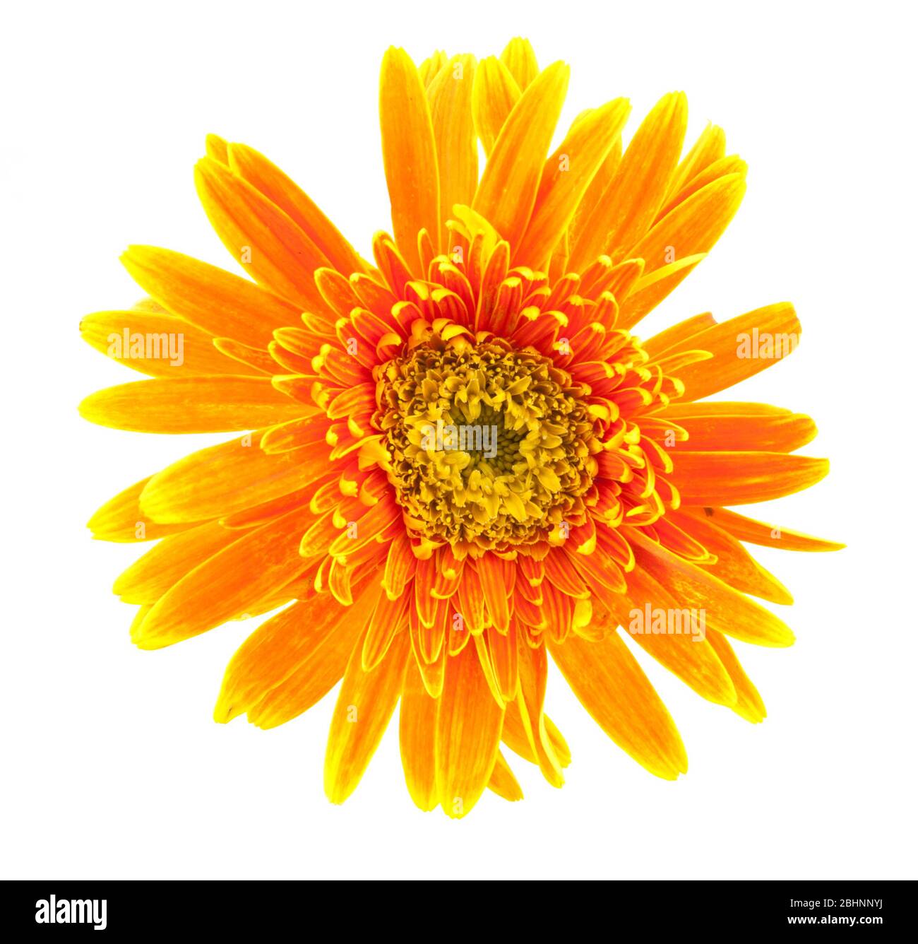 single gerbera flower yellow on vase isolated on white background Stock ...