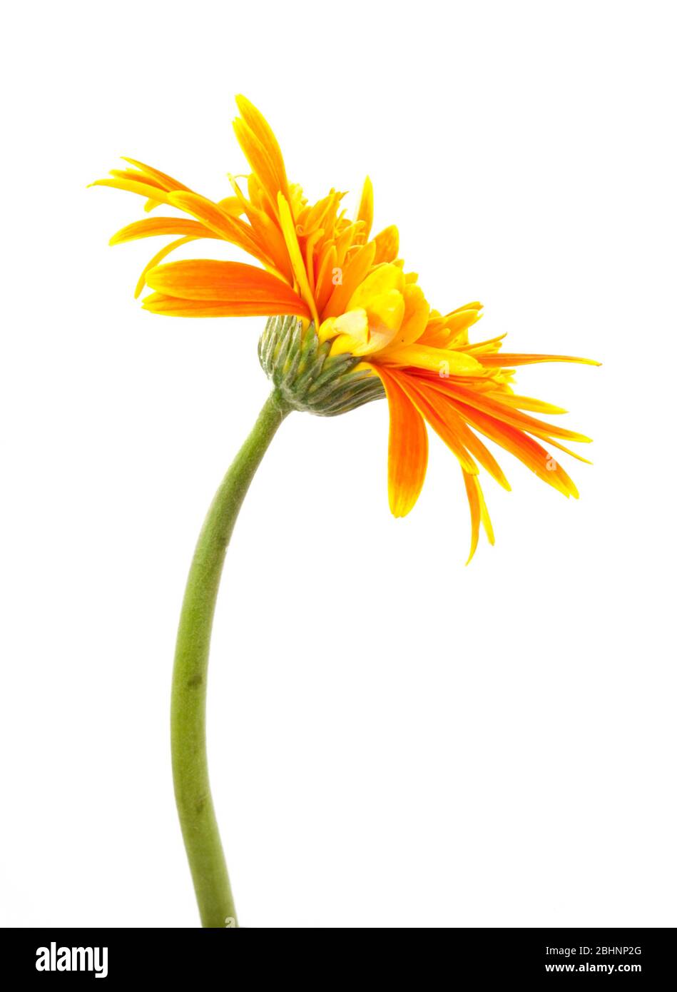 single gerbera flower yellow isolated on white background Stock Photo ...