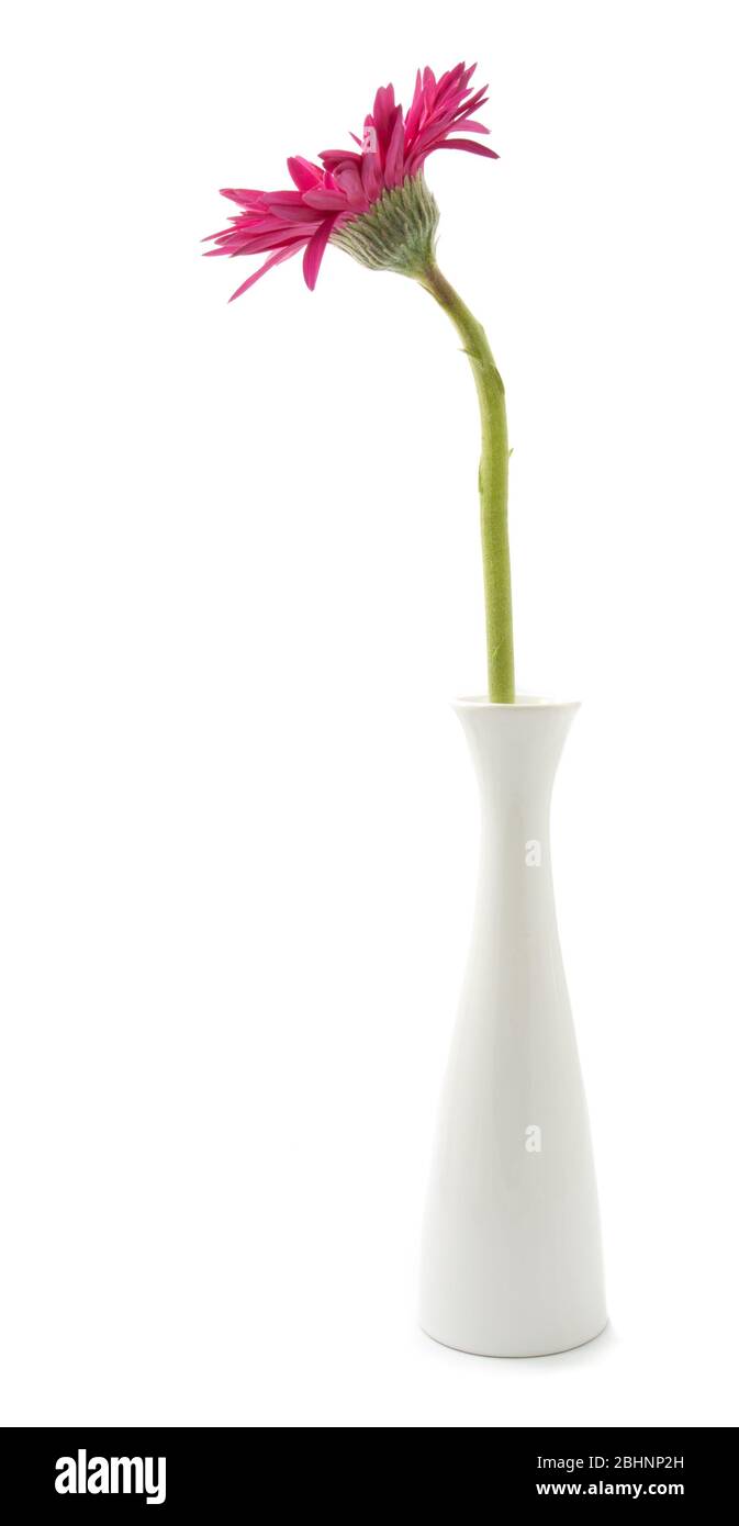 single gerbera flower pink on vase isolated on white background Stock ...